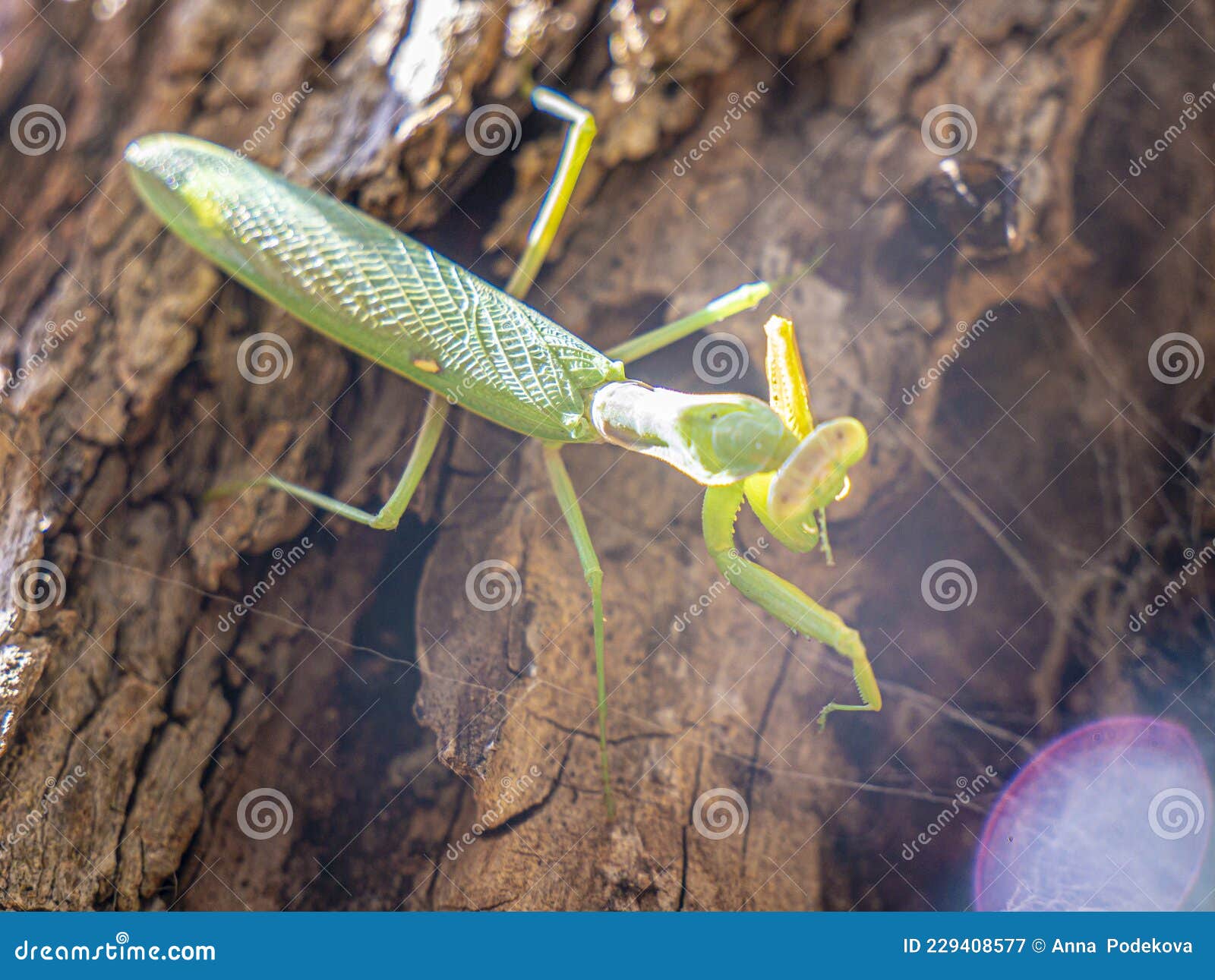 Green mantis. Greece stock image. Image of insect, greek - 229408577