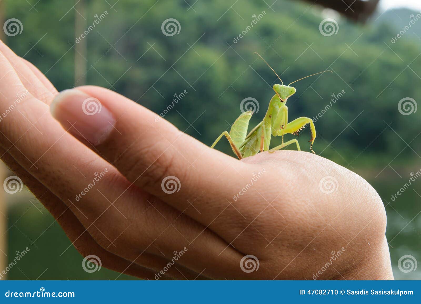 Green mantis on a hand stock photo. Image of skin, perched - 47082710