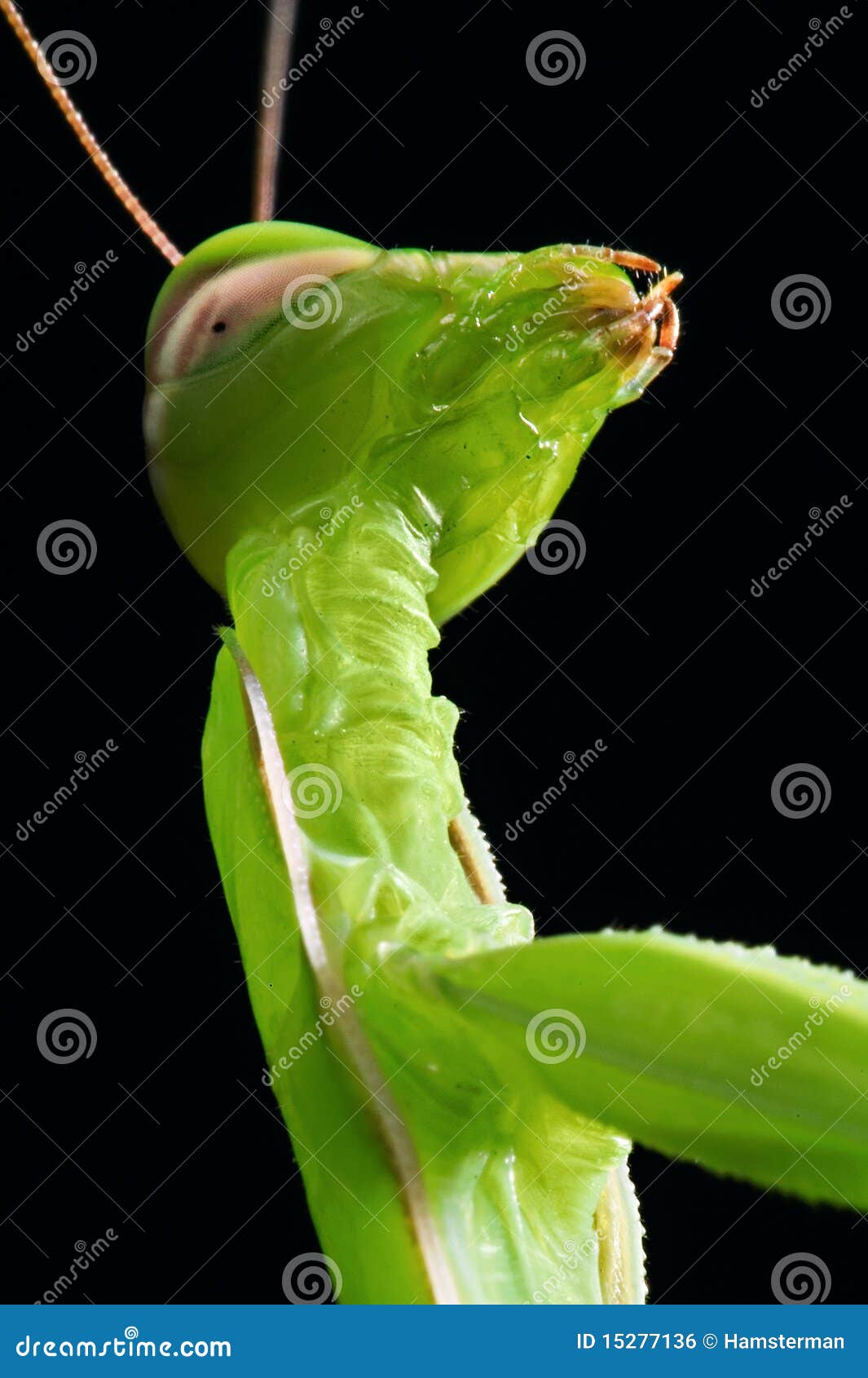 Green mantis head portrait stock photo. Image of ugly - 15277136