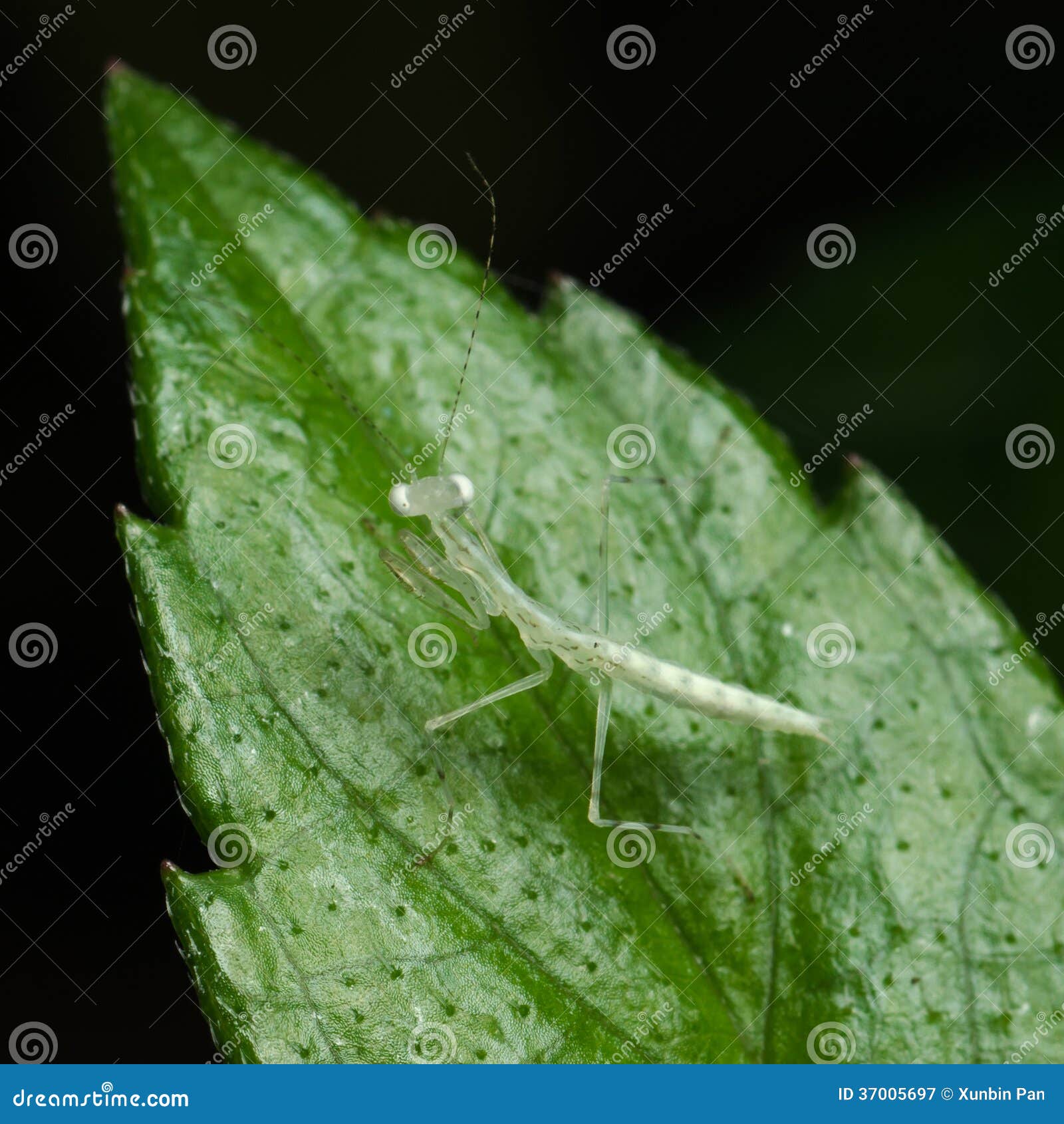 Green mantis stock image. Image of insect, nature, head - 37005697