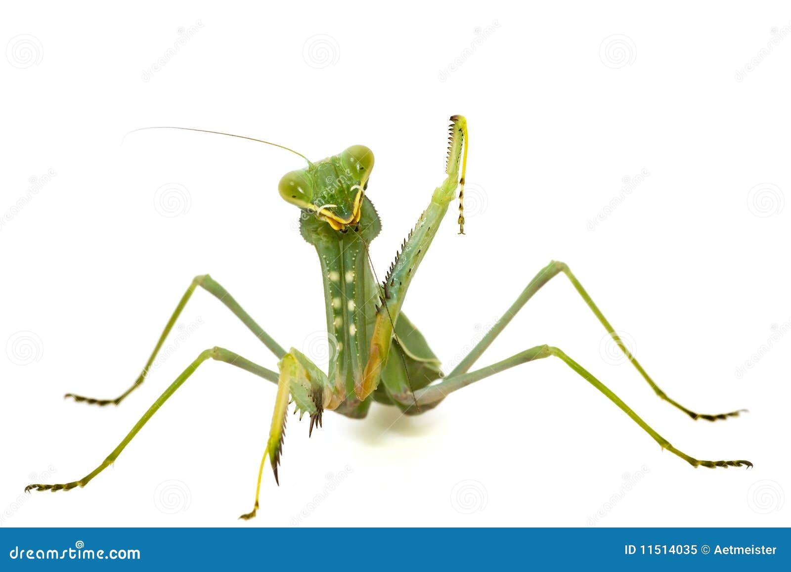 Green Mantis Portrait Sitting On Flower Royalty-Free Stock Photography ...