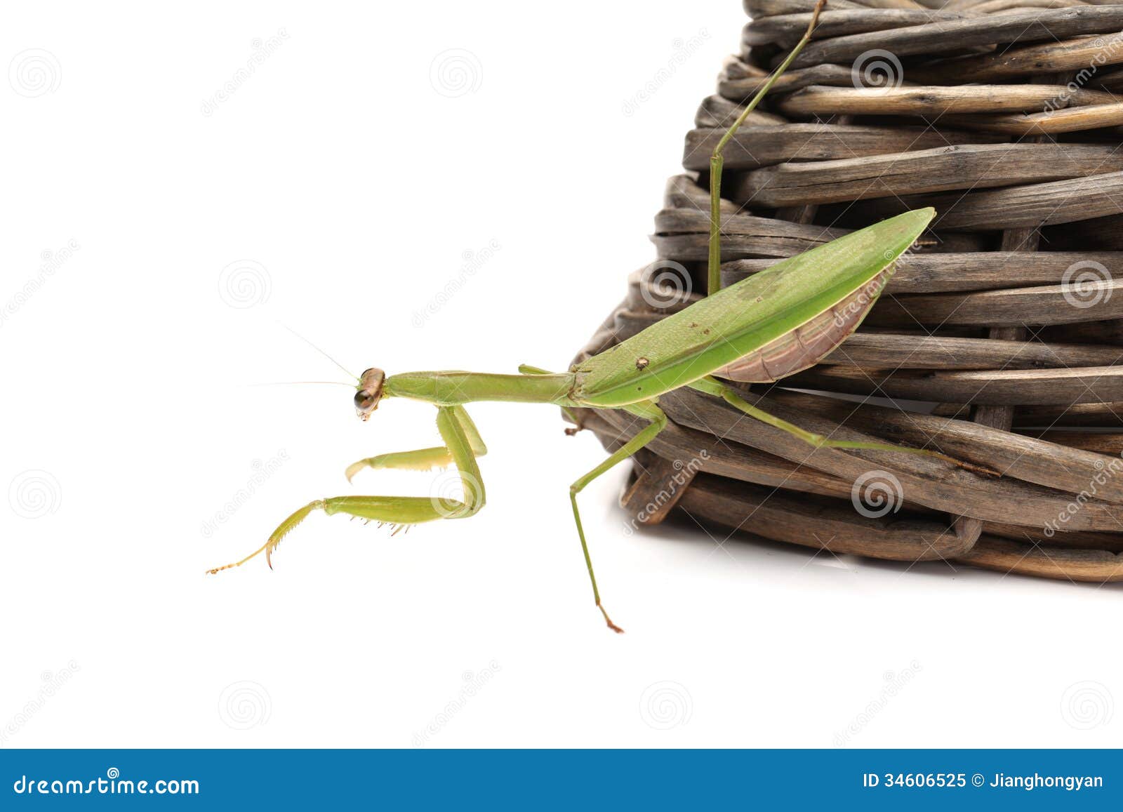 Green mantis stock image. Image of background, invertebrate - 34606525
