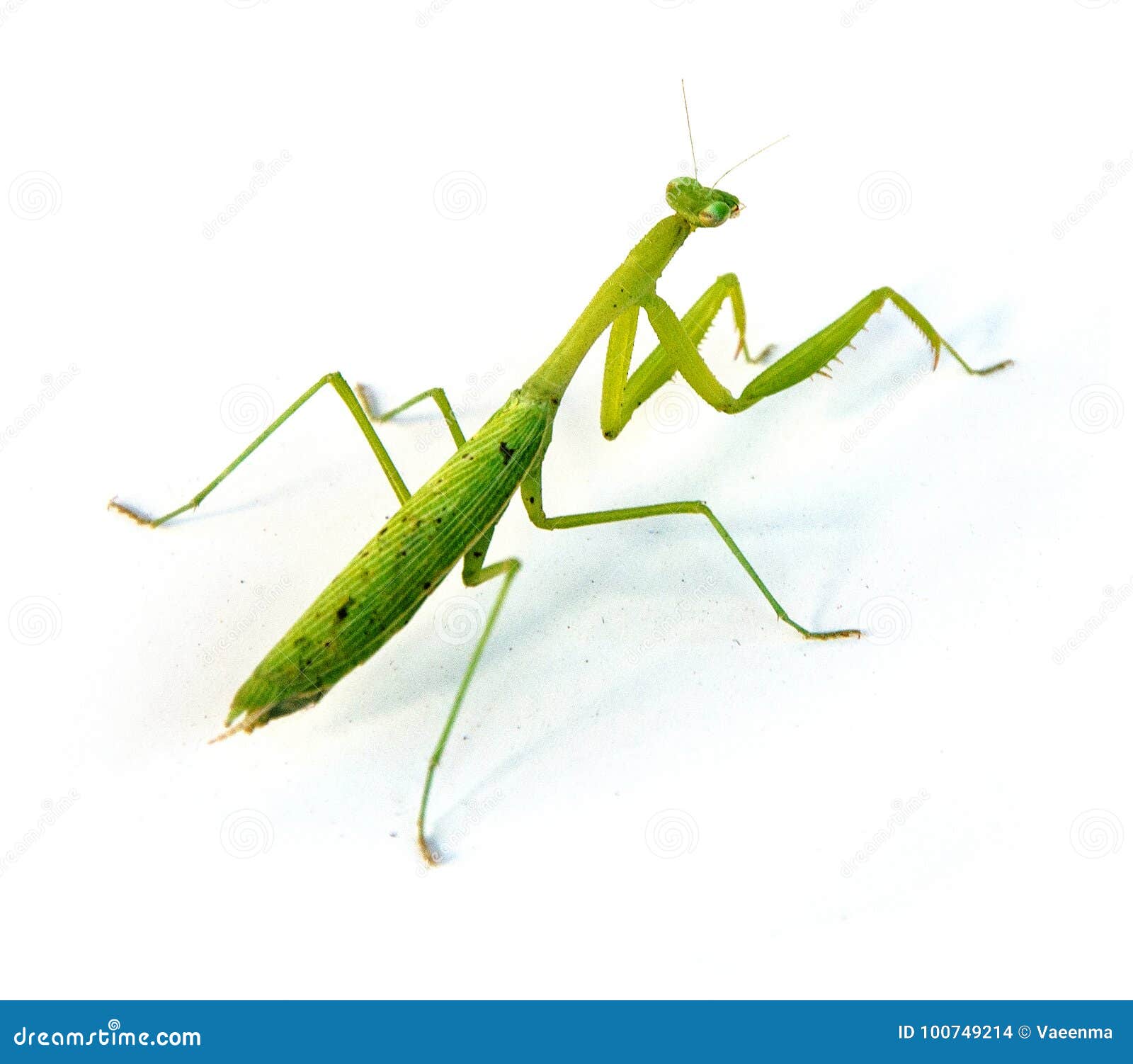 Green Mantis on White Background Stock Photo - Image of insect, mantis ...