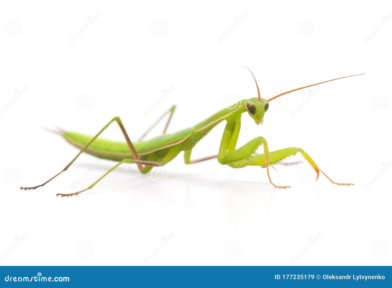 Large green mantis stock image. Image of stand, isolated - 177235179