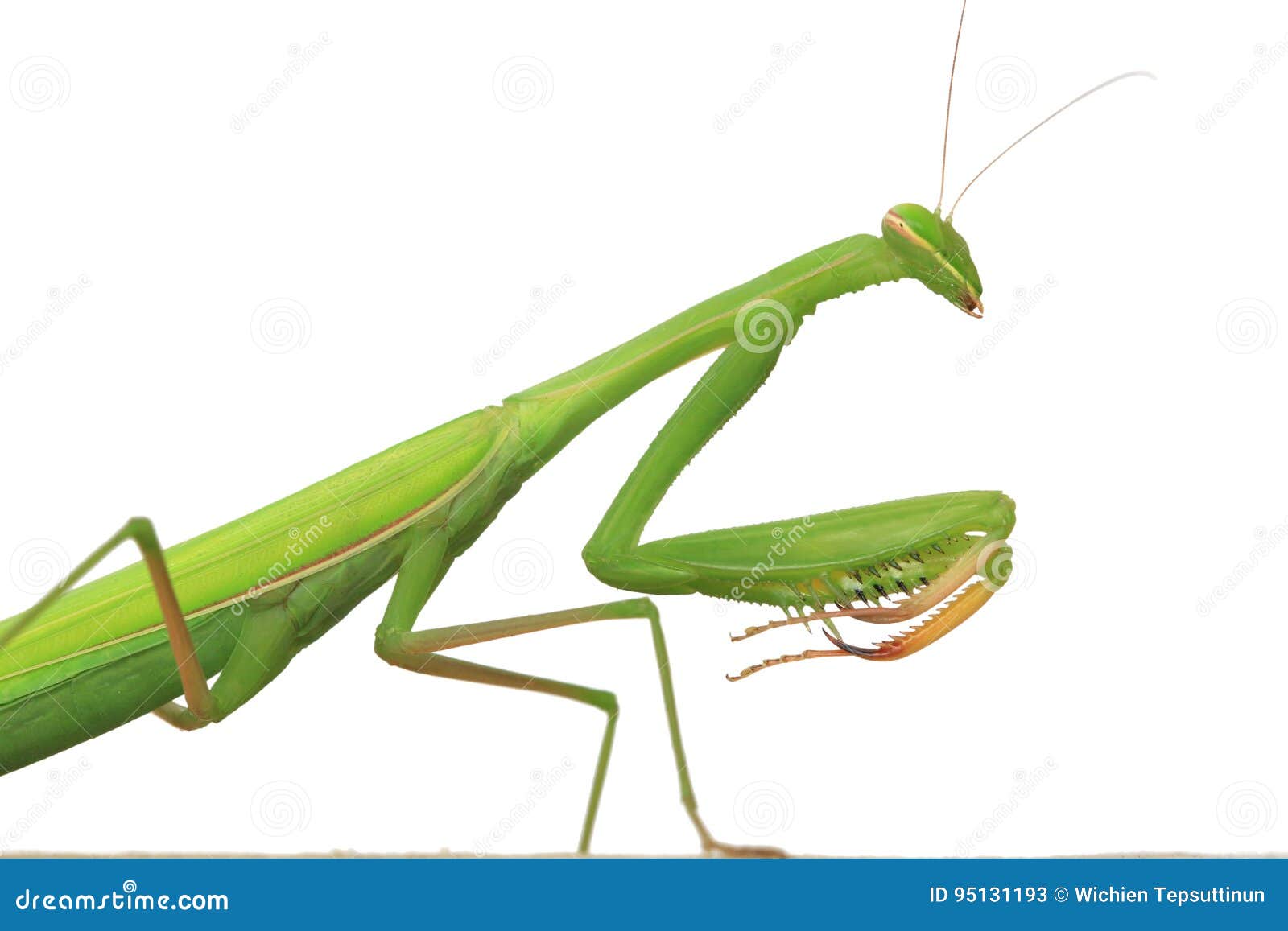 Green Mantis Isolated on White Background Macro Stock Image - Image of ...