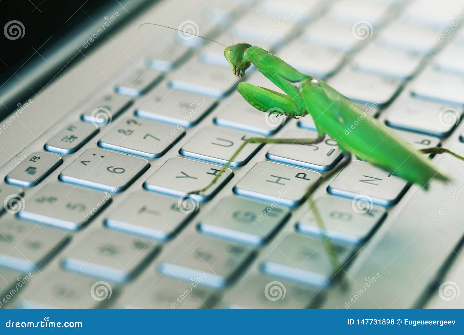 Green Mantis is on a Laptop Keyboard Stock Photo - Image of concepts ...