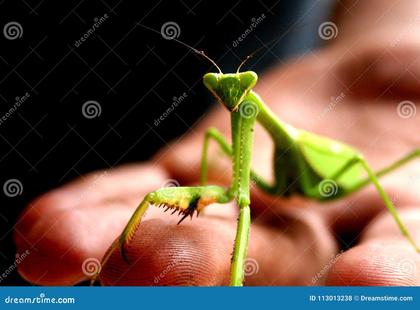 Mantis on my hand stock photo. Image of laying, yellow - 113013238