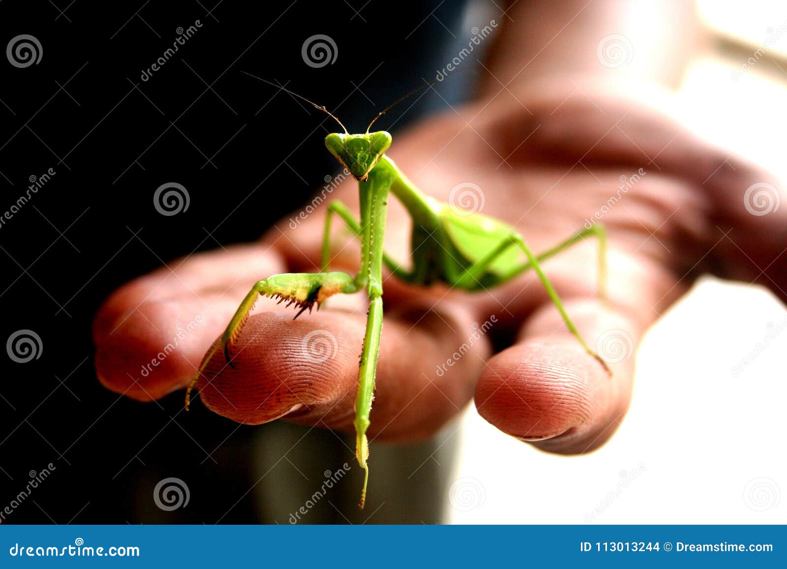 Mantis on my hand stock photo. Image of brazil, woman - 113013244