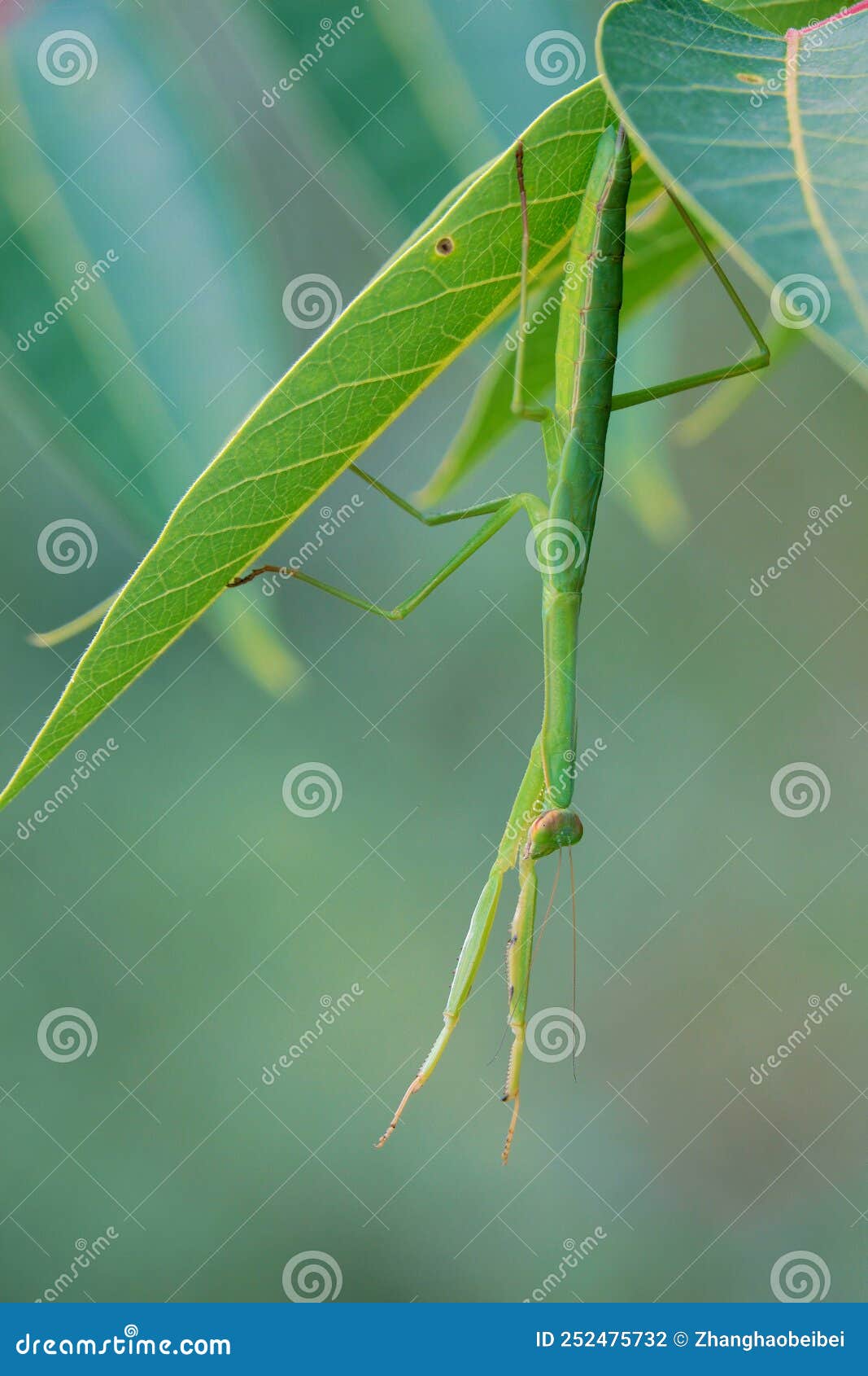 Mantis and leaf stock photo. Image of paratenodera, insect - 252475732