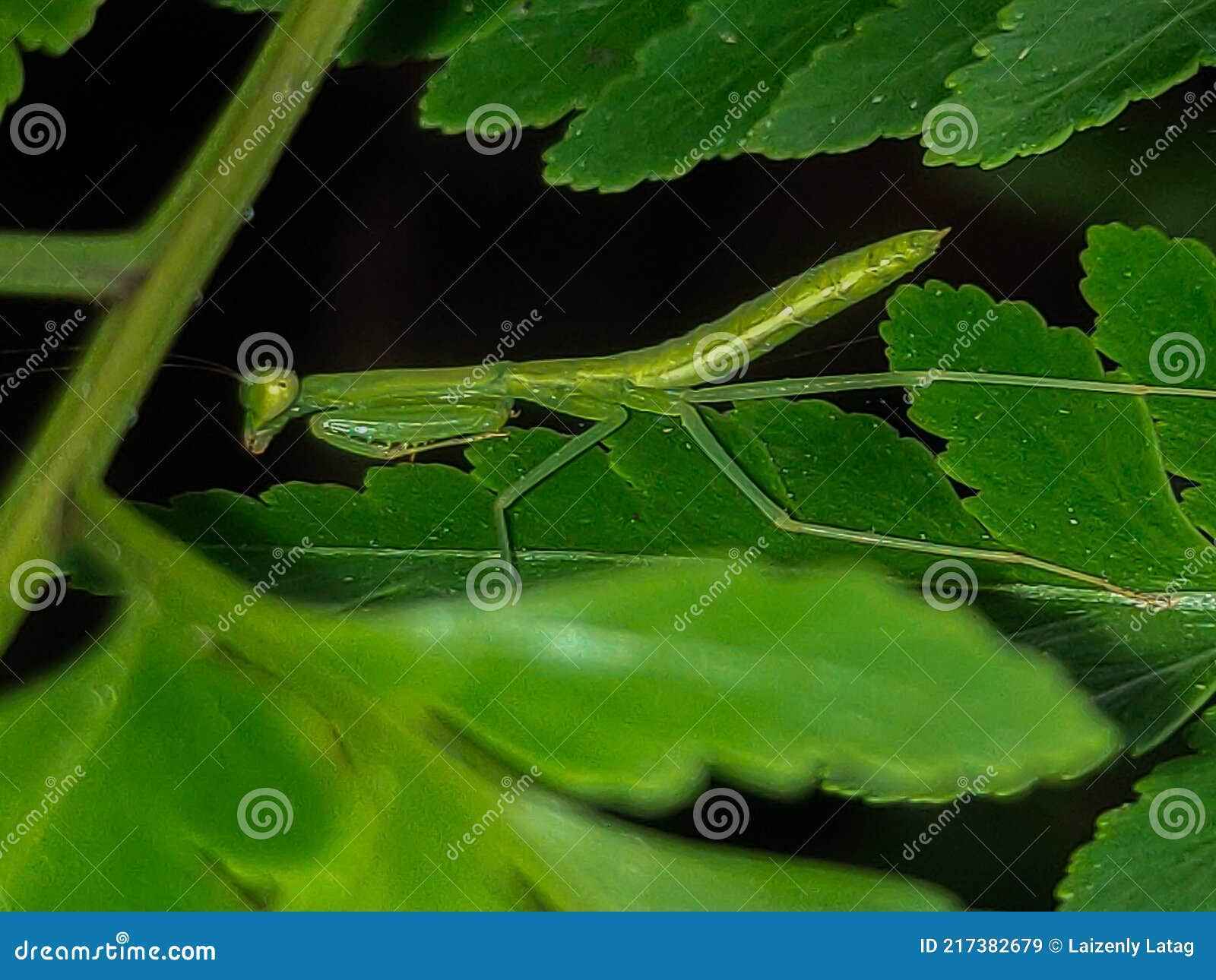 Green mantis on the leaves stock image. Image of yellow - 217382679
