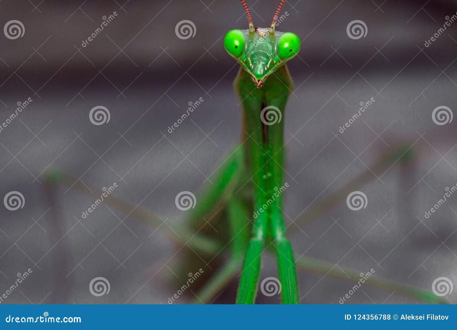 Green mantis macro stock photo. Image of natural, mantodea - 124356788