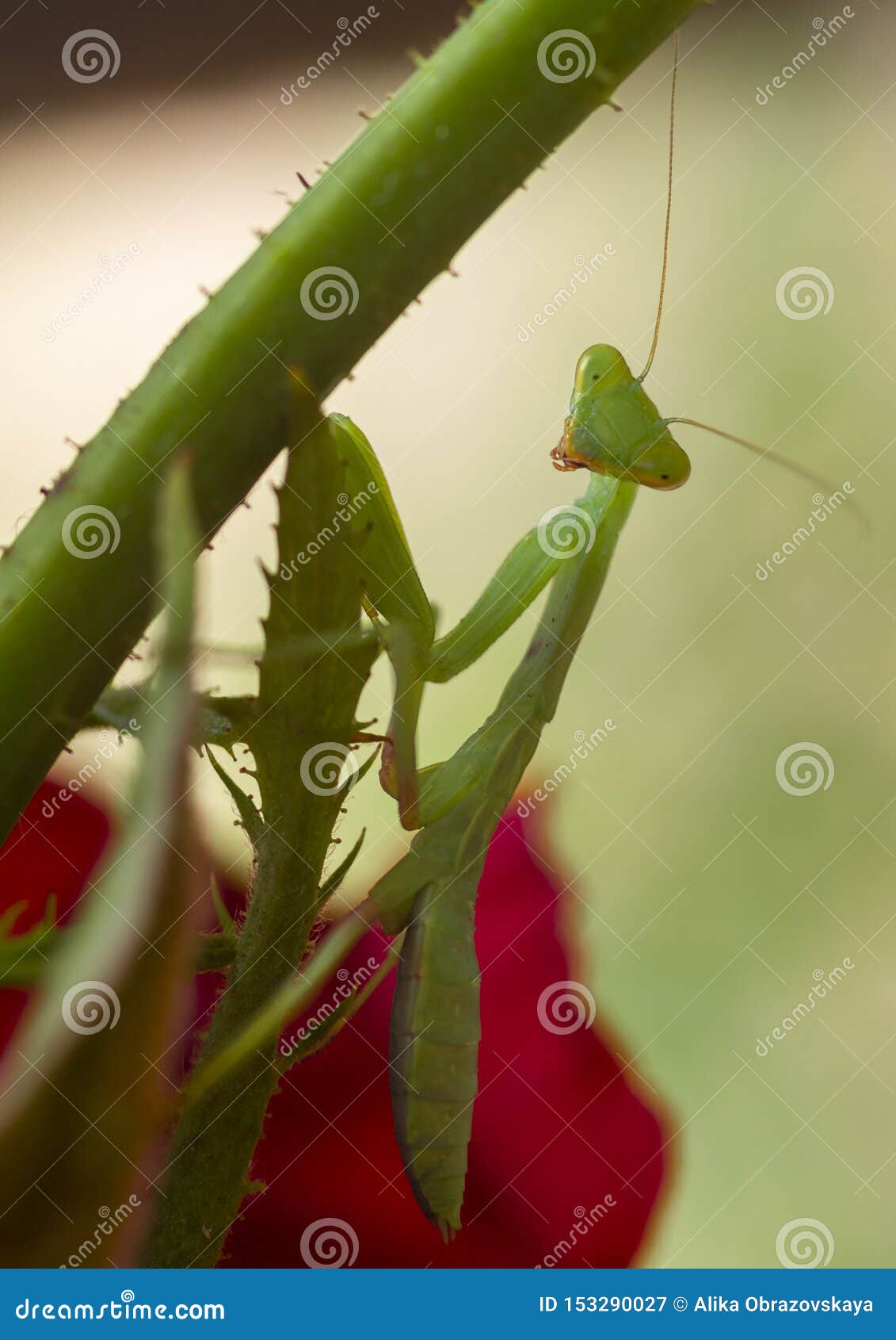 Green Mantis Mantodea Posing among Red Roses Stock Image - Image of ...