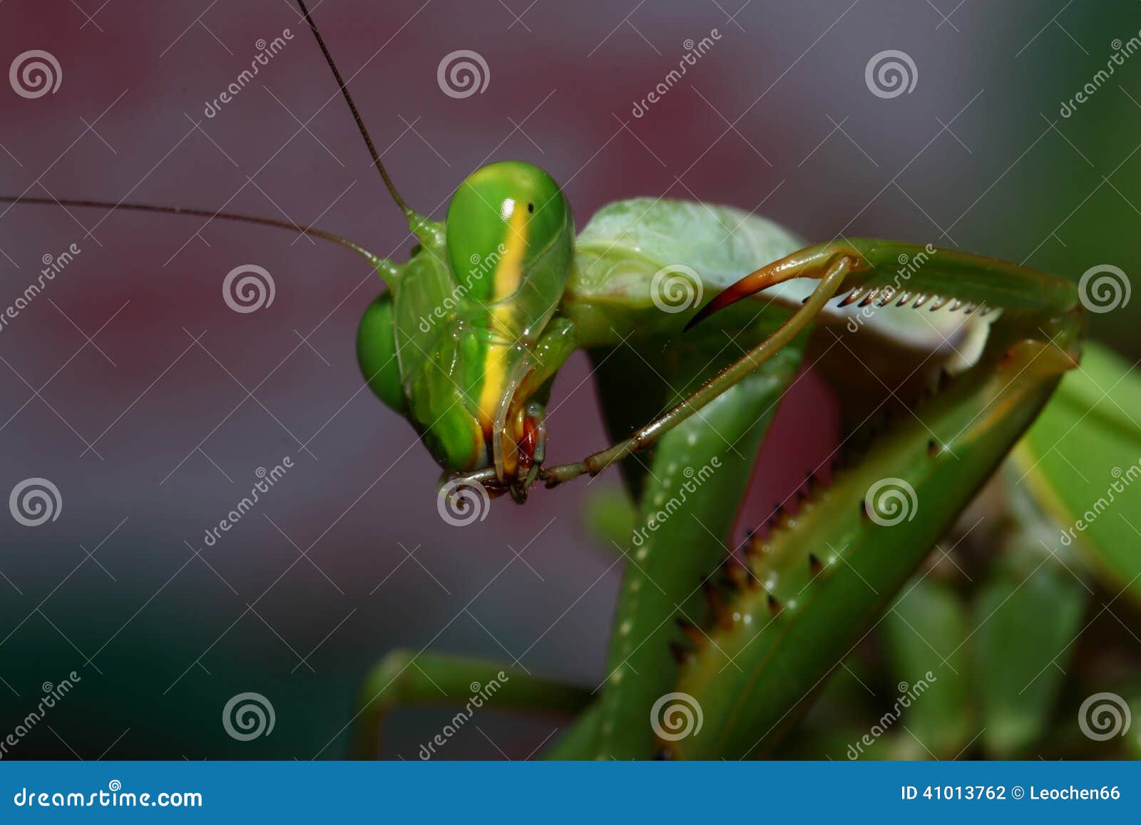 Green Mantis stock photo. Image of insect, mantodea, predator - 41013762
