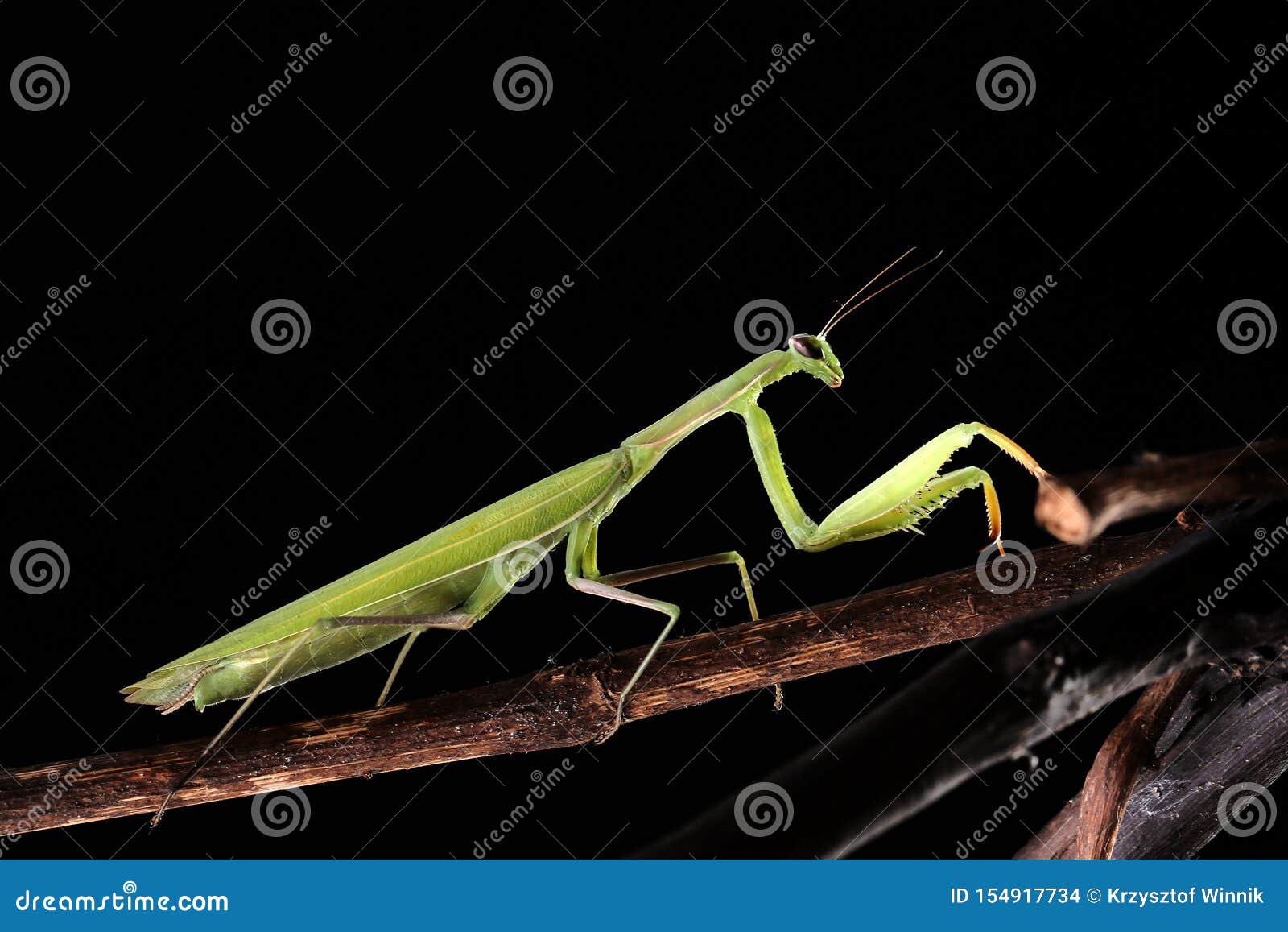 Large Insects In The Garden Sunbathing Royalty-Free Stock Photo ...