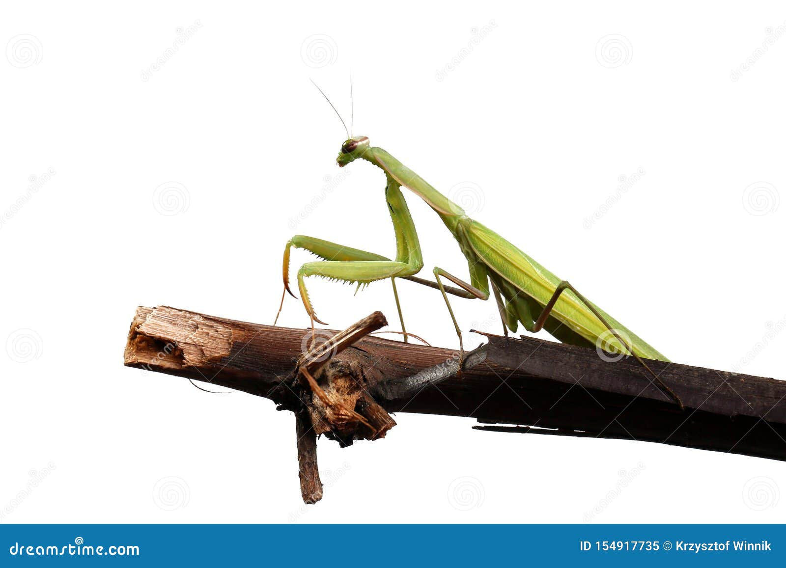 Green Mantis is a Predator, Hunting for Small and Large Insects Stock ...