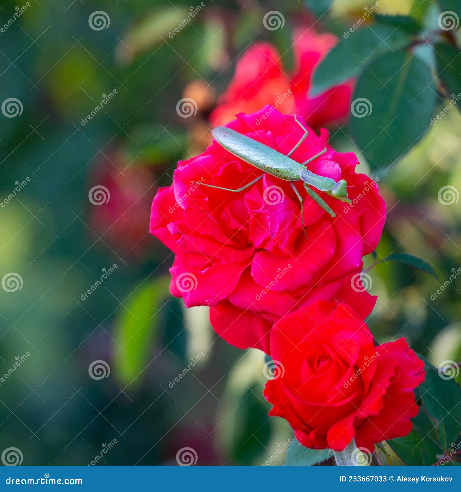 Green Mantis on a Red Rose in the Old Park in Summer Stock Image ...