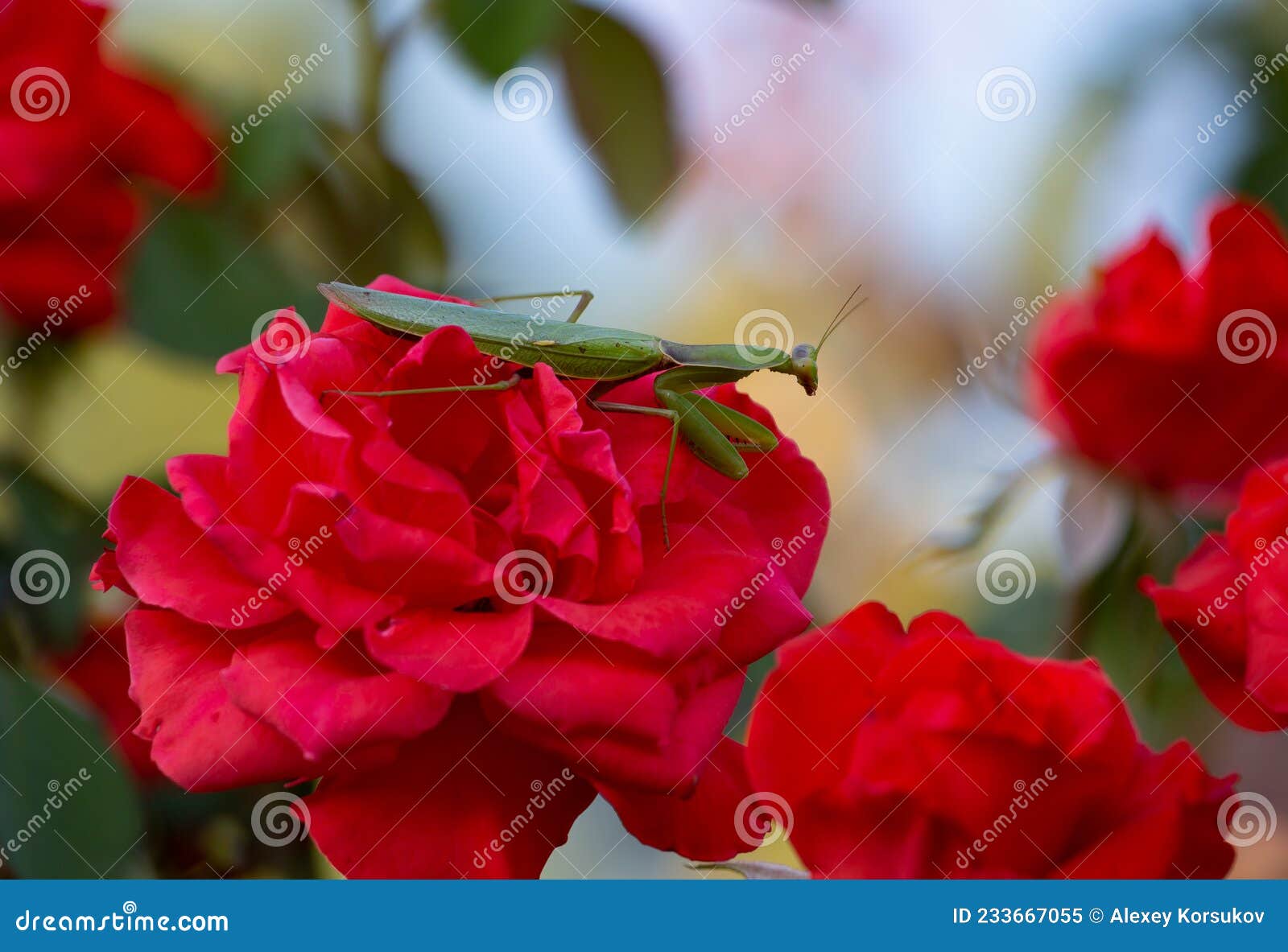 Green Mantis on a Red Rose in the Old Park in Summer Stock Image ...
