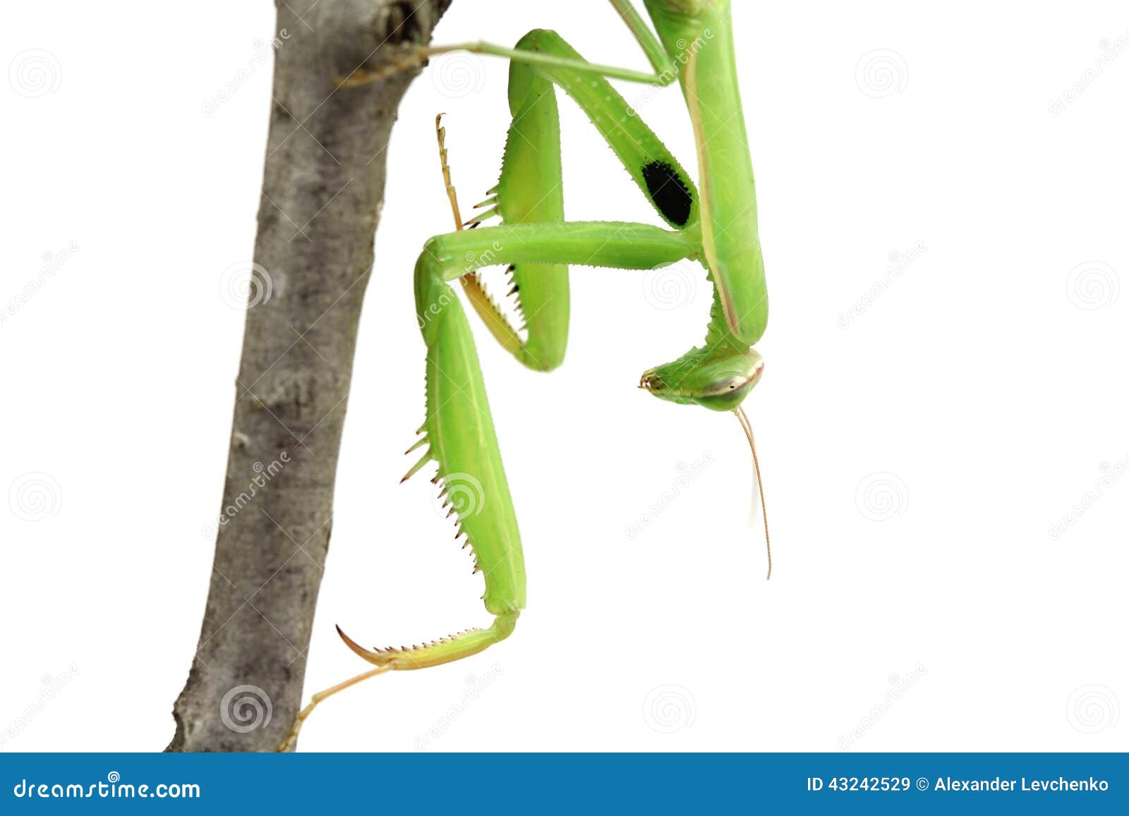 Green Mantis Sitting on a Branch Stock Image - Image of attack, hunter ...