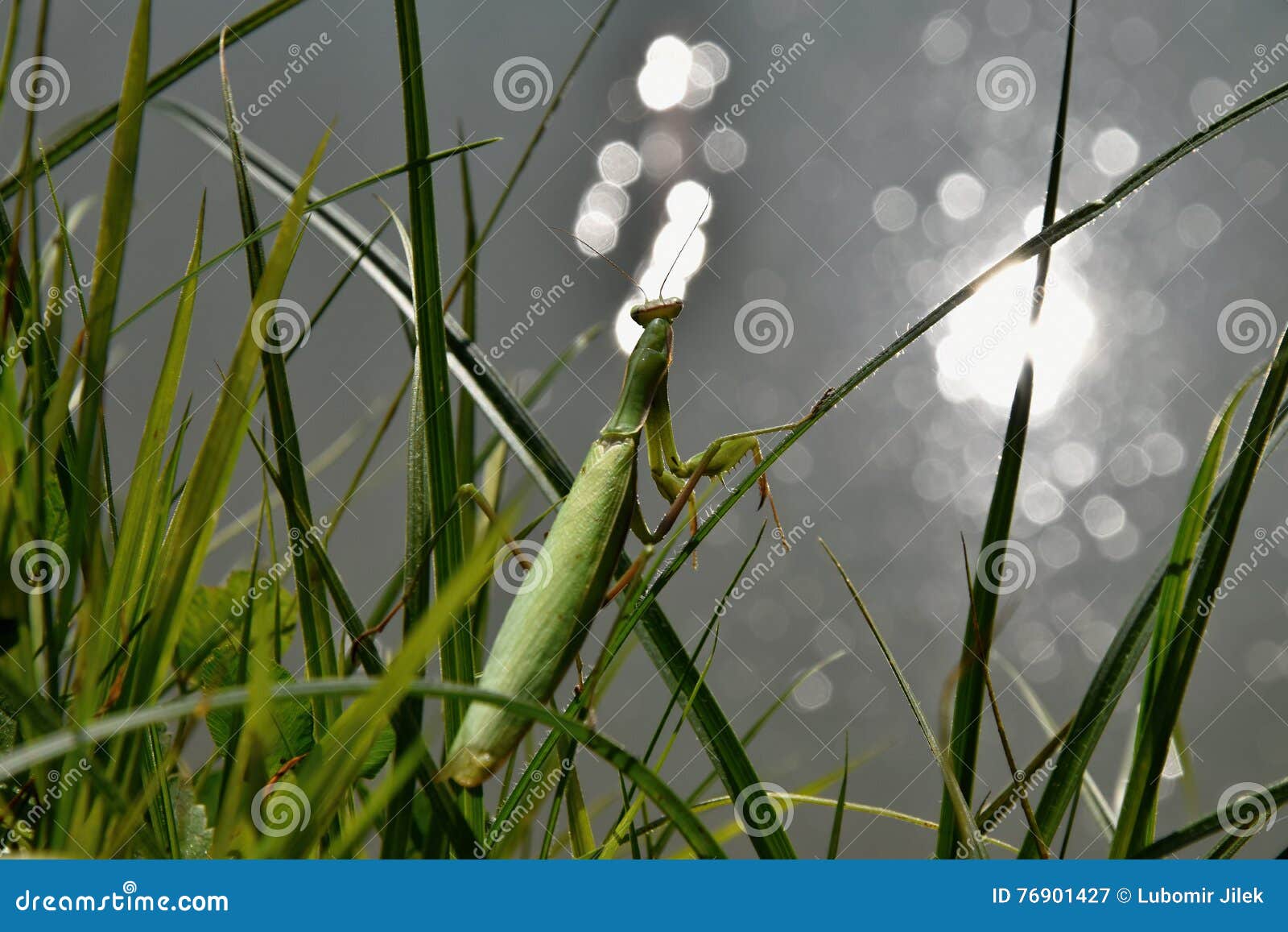 Green Mantis Sitting in the Grass and Looking at the Water Level ...