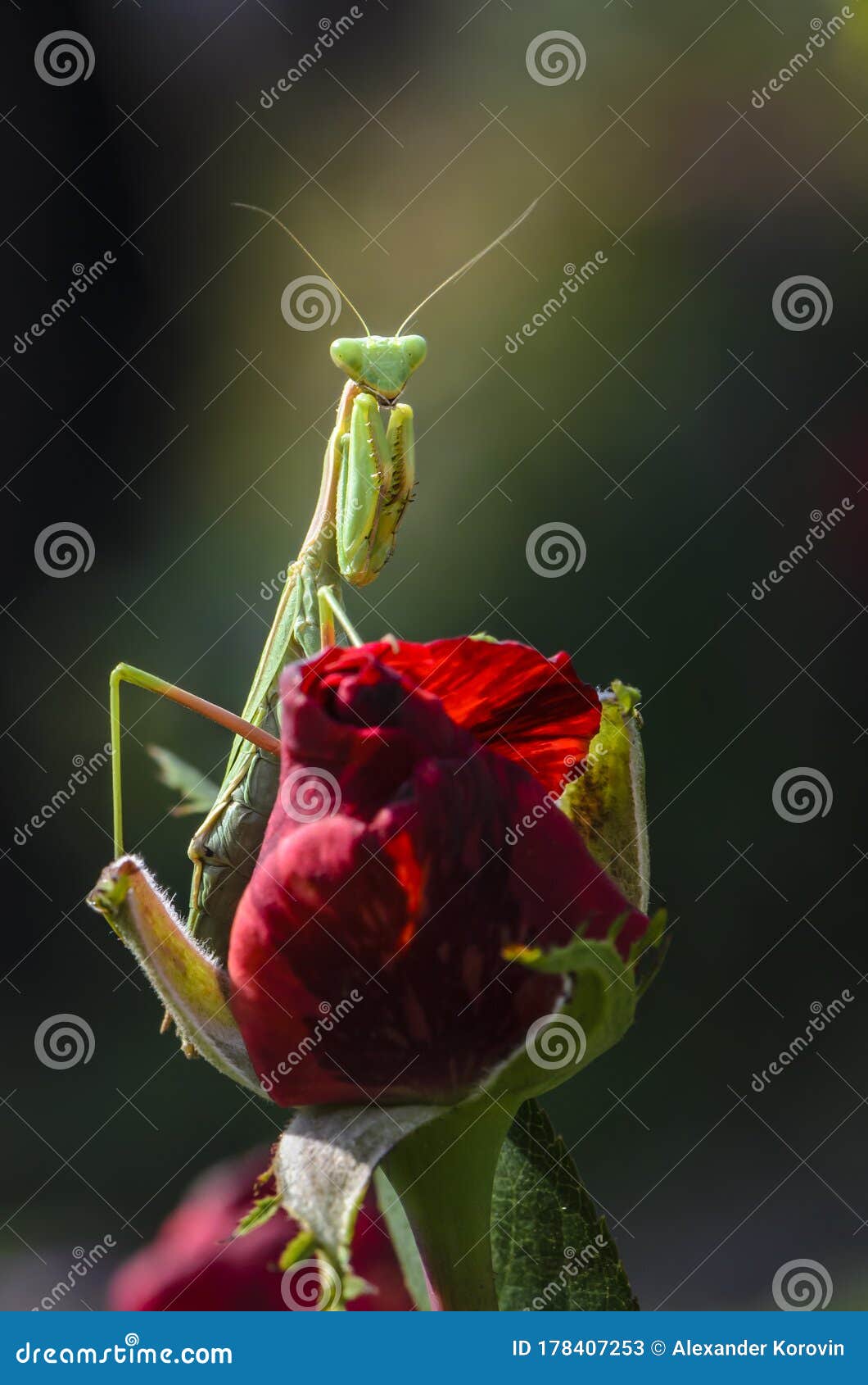 Green Mantis is Sitting on Red Rose Bud Stock Image - Image of insects ...