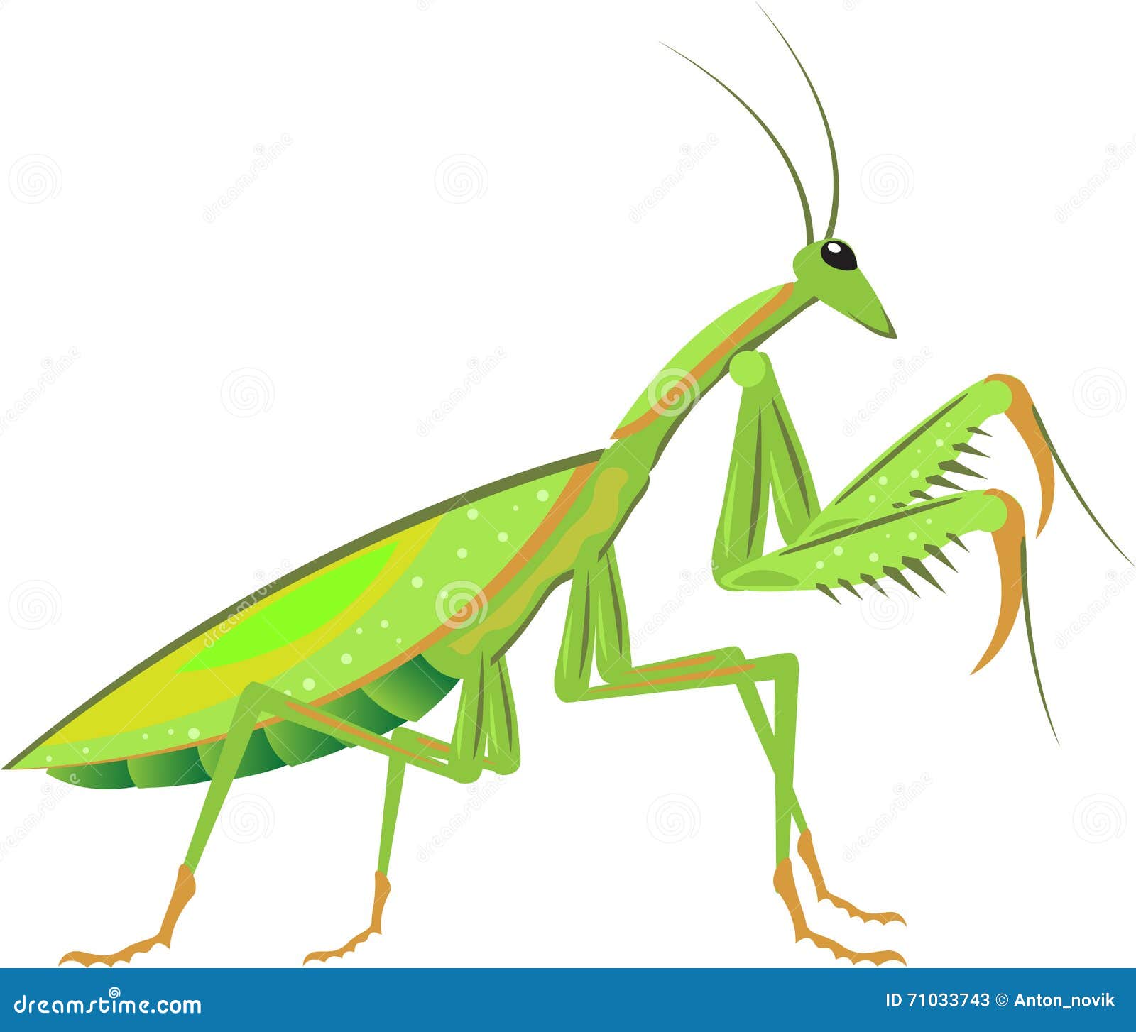 Mantis. Vector Drawing | CartoonDealer.com #139735057