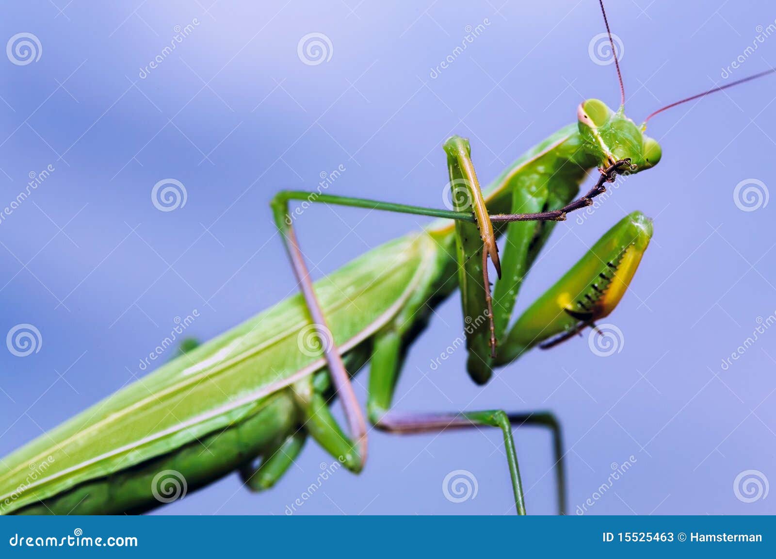 Green Mantis Washing Itself Stock Image - Image of animal, macro: 15525463