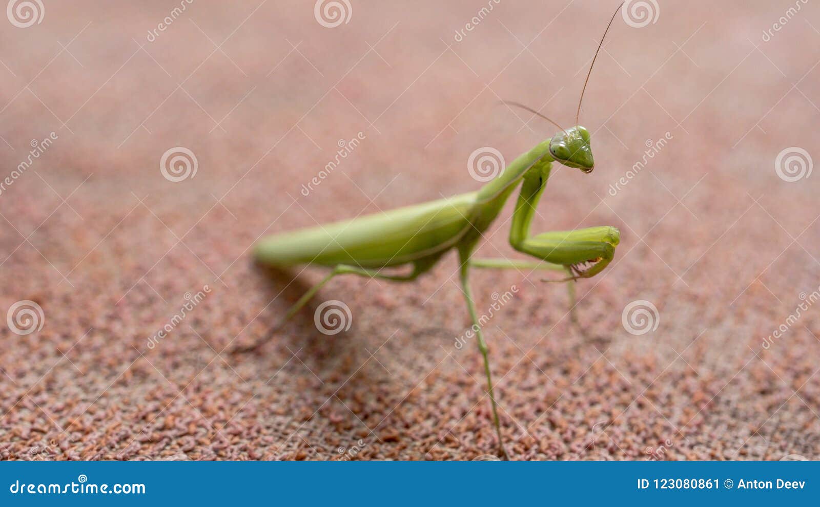 Green Mantis Went for a Walk Stock Image - Image of creature, frontal ...