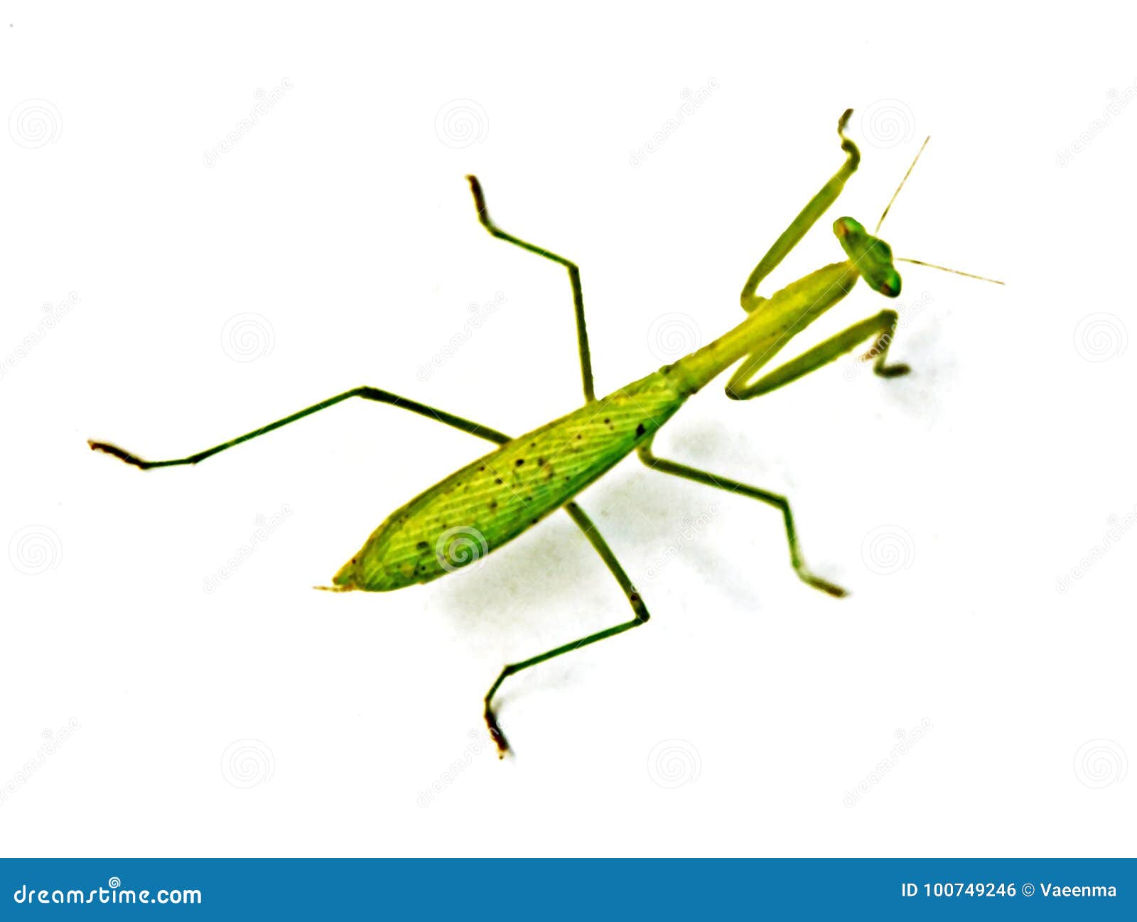 Green Mantis on White Background Stock Photo - Image of closeup ...