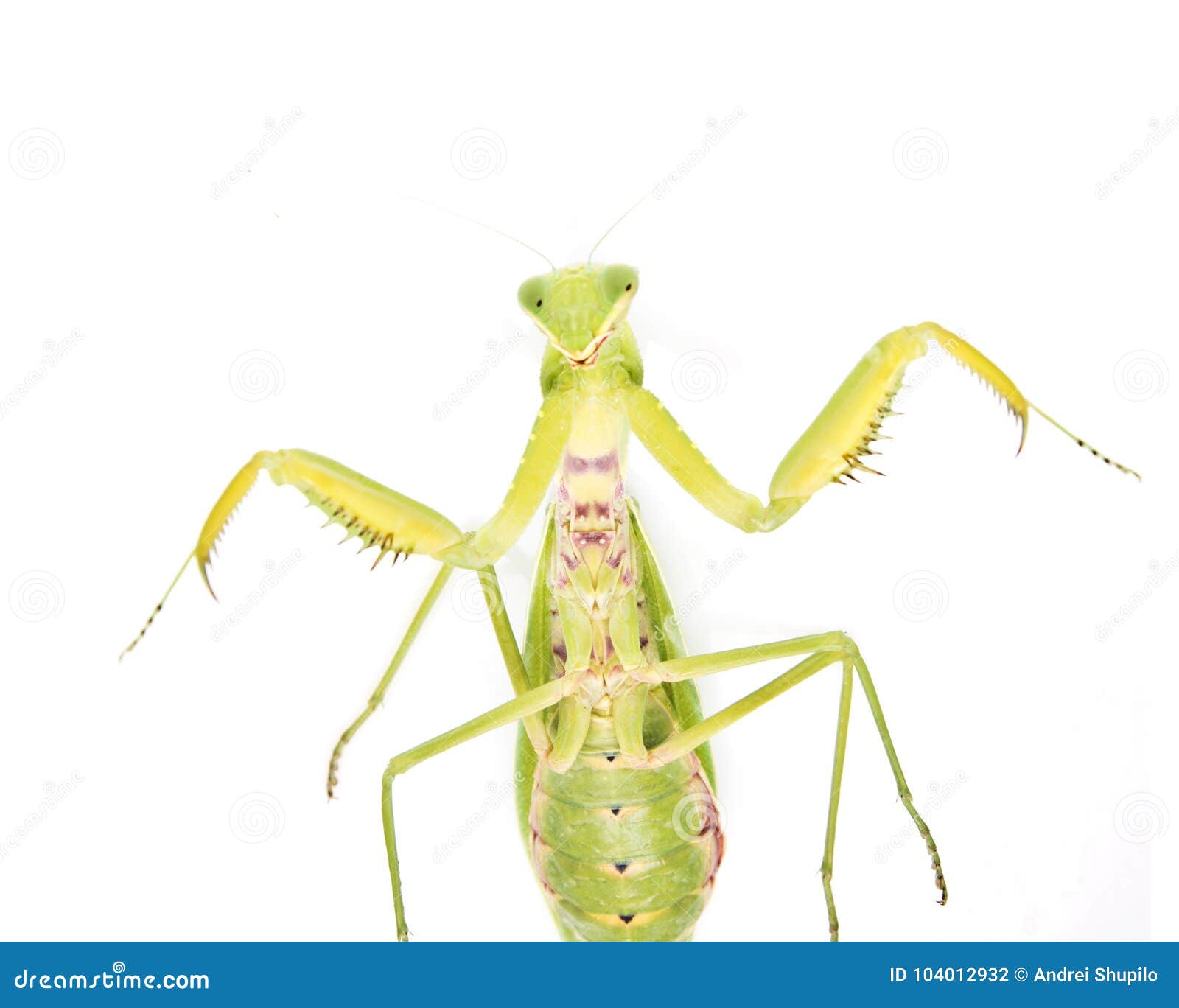Green Mantis on a White Background Stock Photo - Image of closeup ...