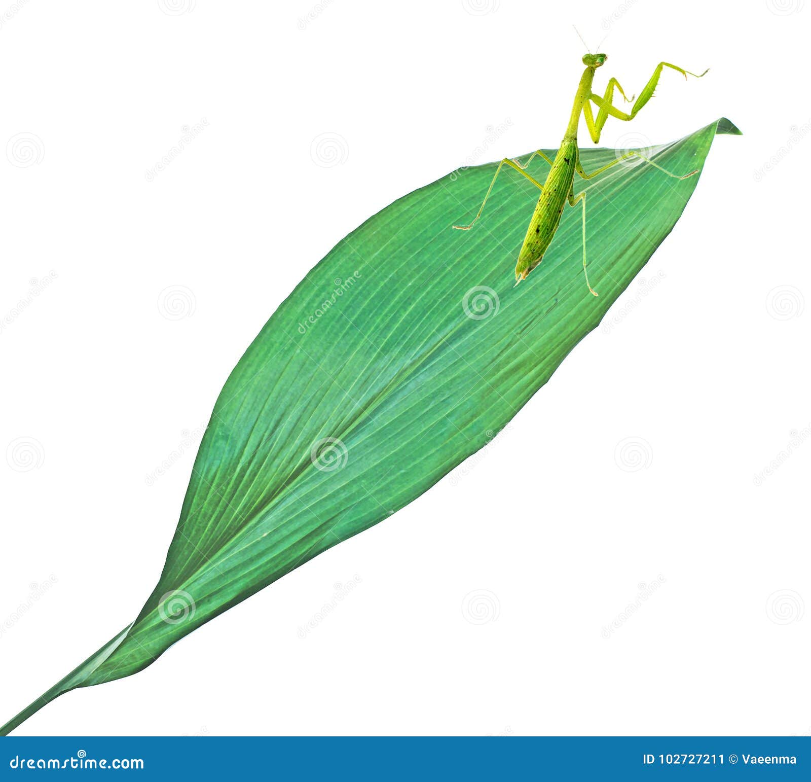 Green Mantis on White Background Stock Image - Image of green ...
