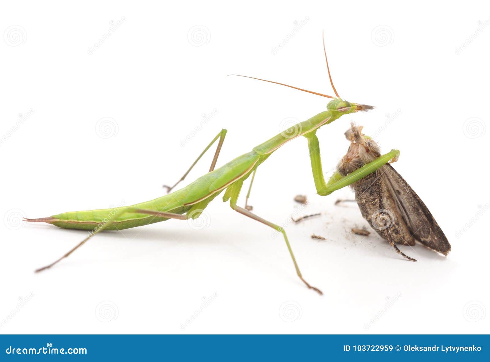 Large green mantis. stock image. Image of female, closeup - 103722959
