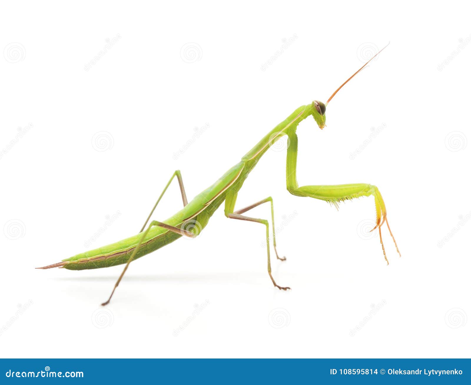 Large green mantis. stock photo. Image of green, female - 108595814