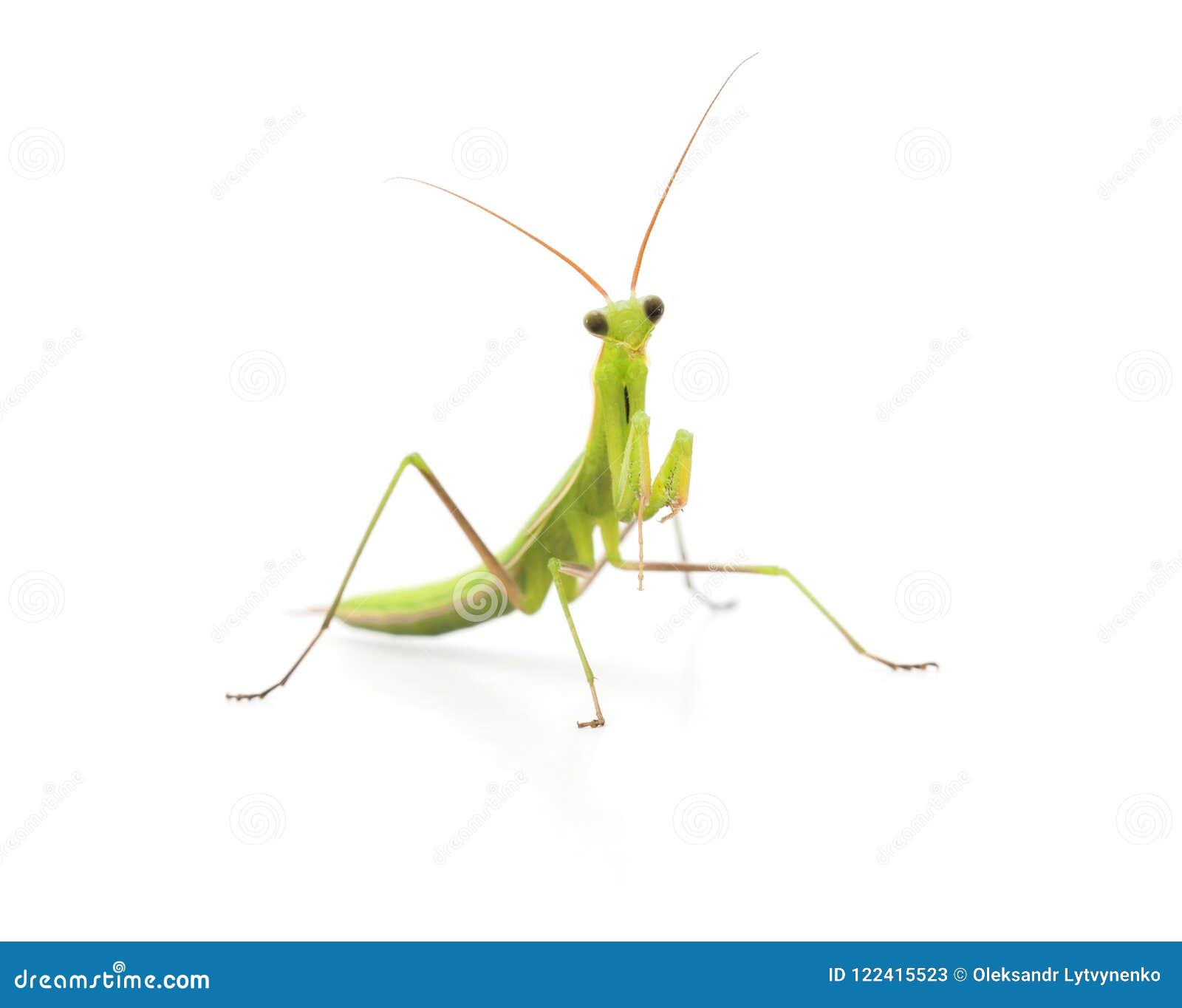 Large green mantis. stock image. Image of summer, killer - 122415523