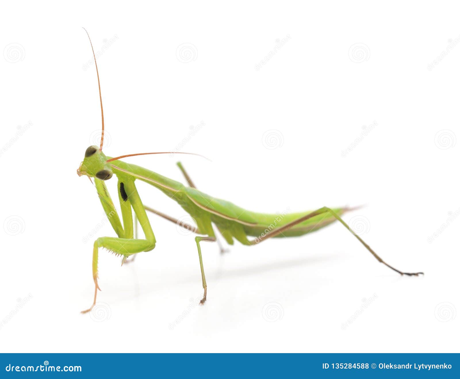 Large green mantis stock photo. Image of smart, nature - 135284588