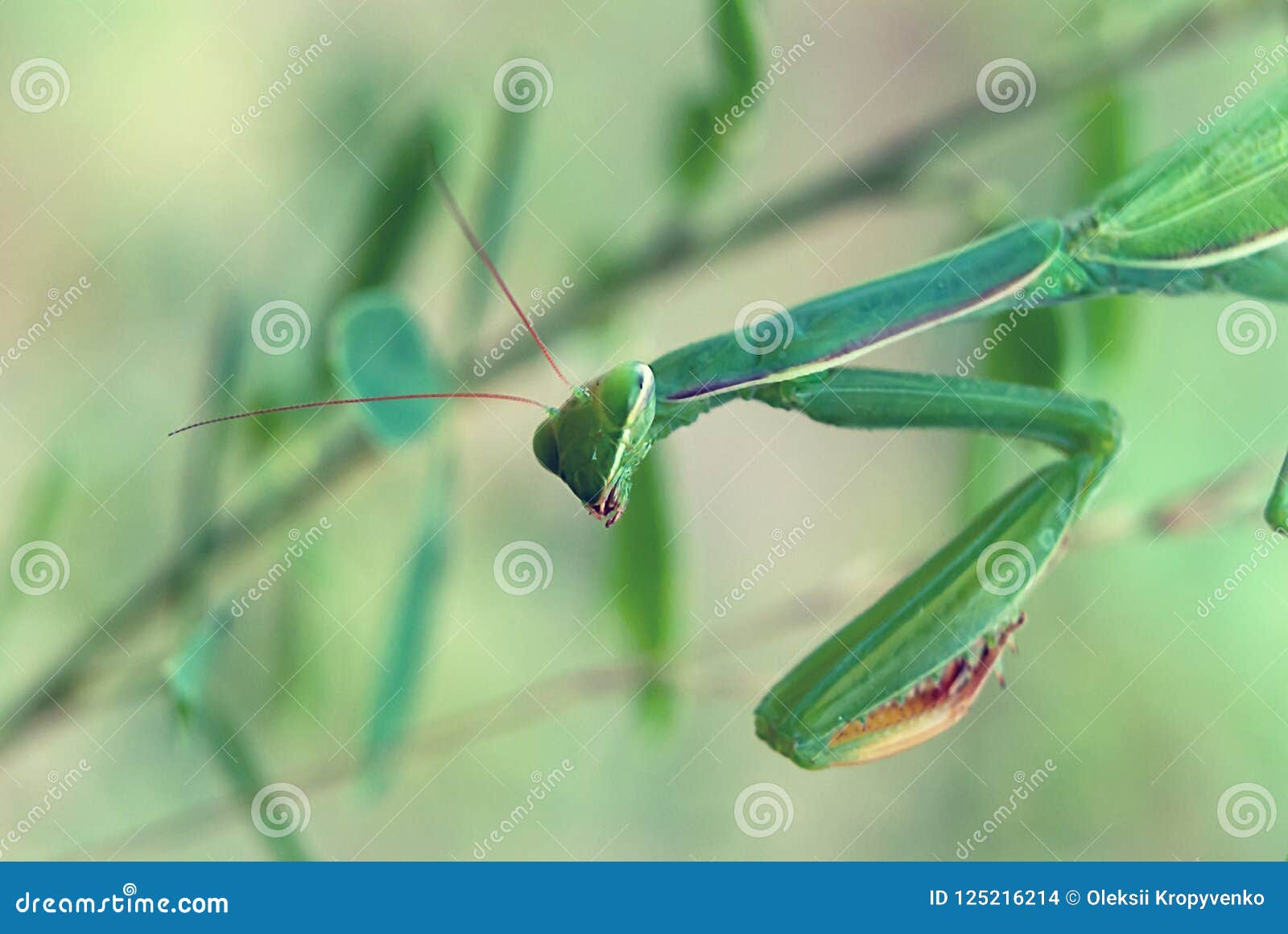 Green mantis in the wild stock photo. Image of animal - 125216214