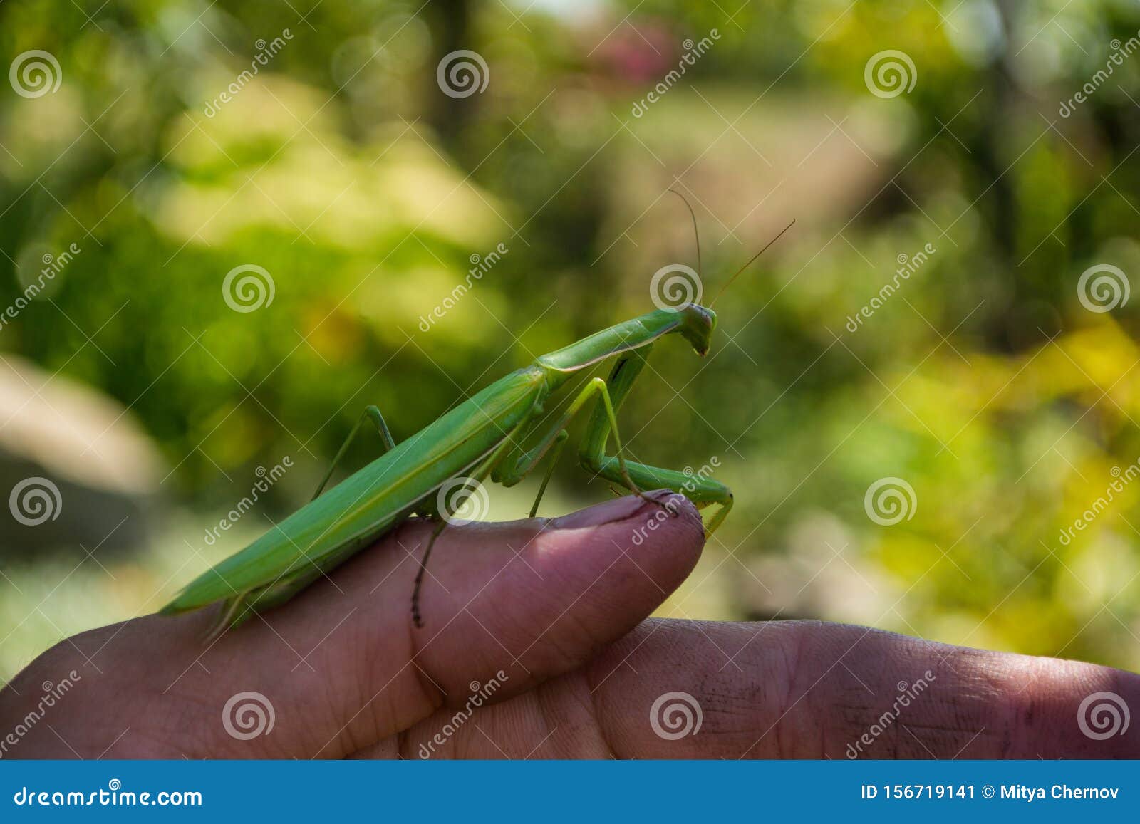 Green Mantis. Young Green Mantis Sits on the Finger of a Farmer. Green ...