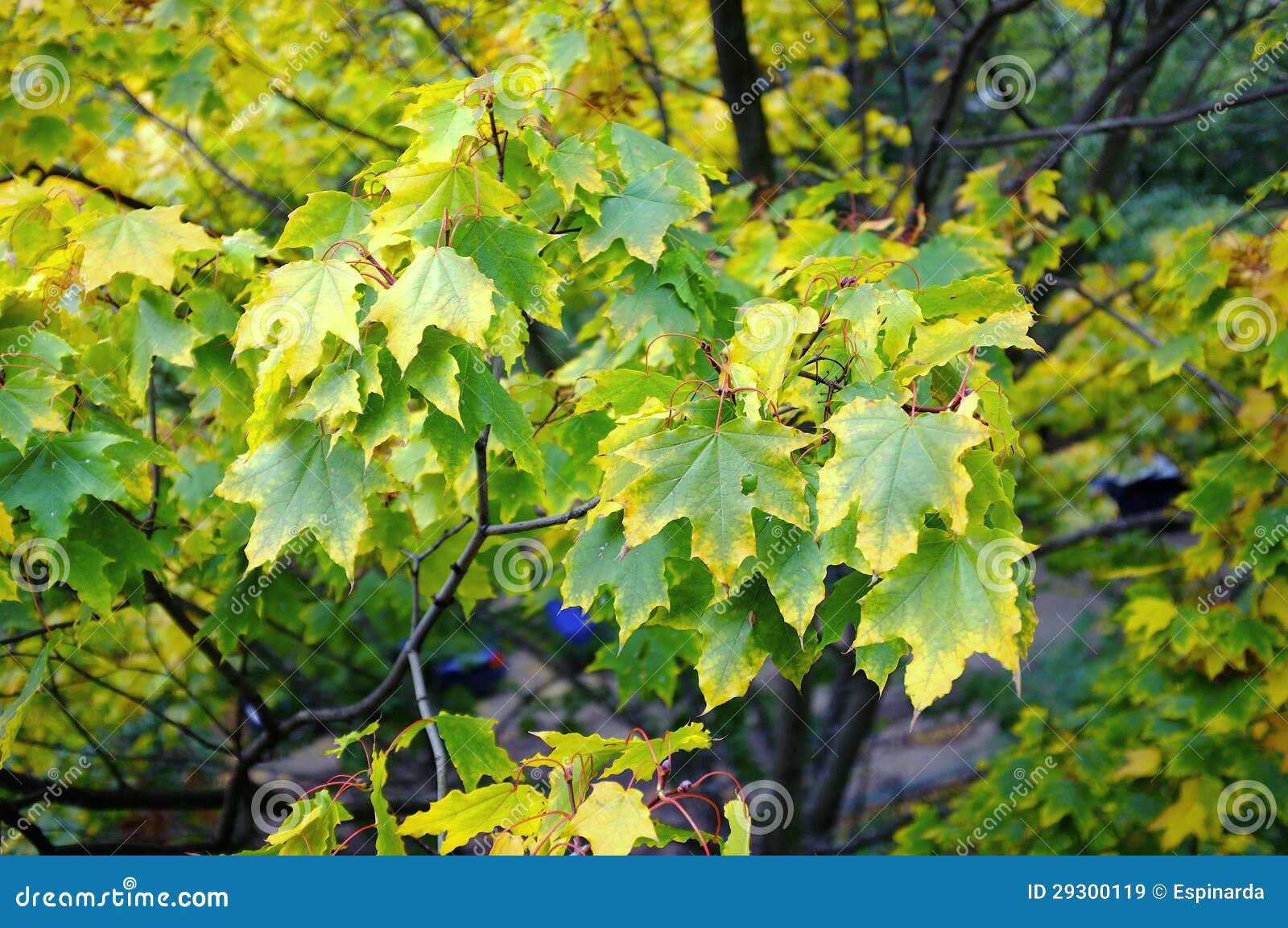 Green maple autumn stock image. Image of herbst, natur - 29300119