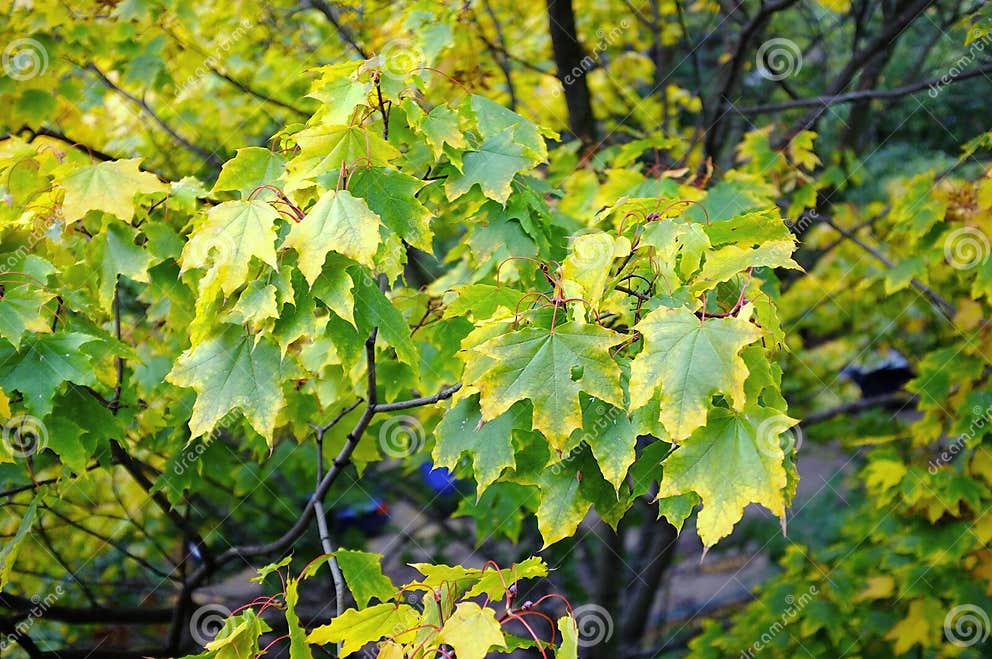 Green maple autumn stock image. Image of herbst, natur - 29300119
