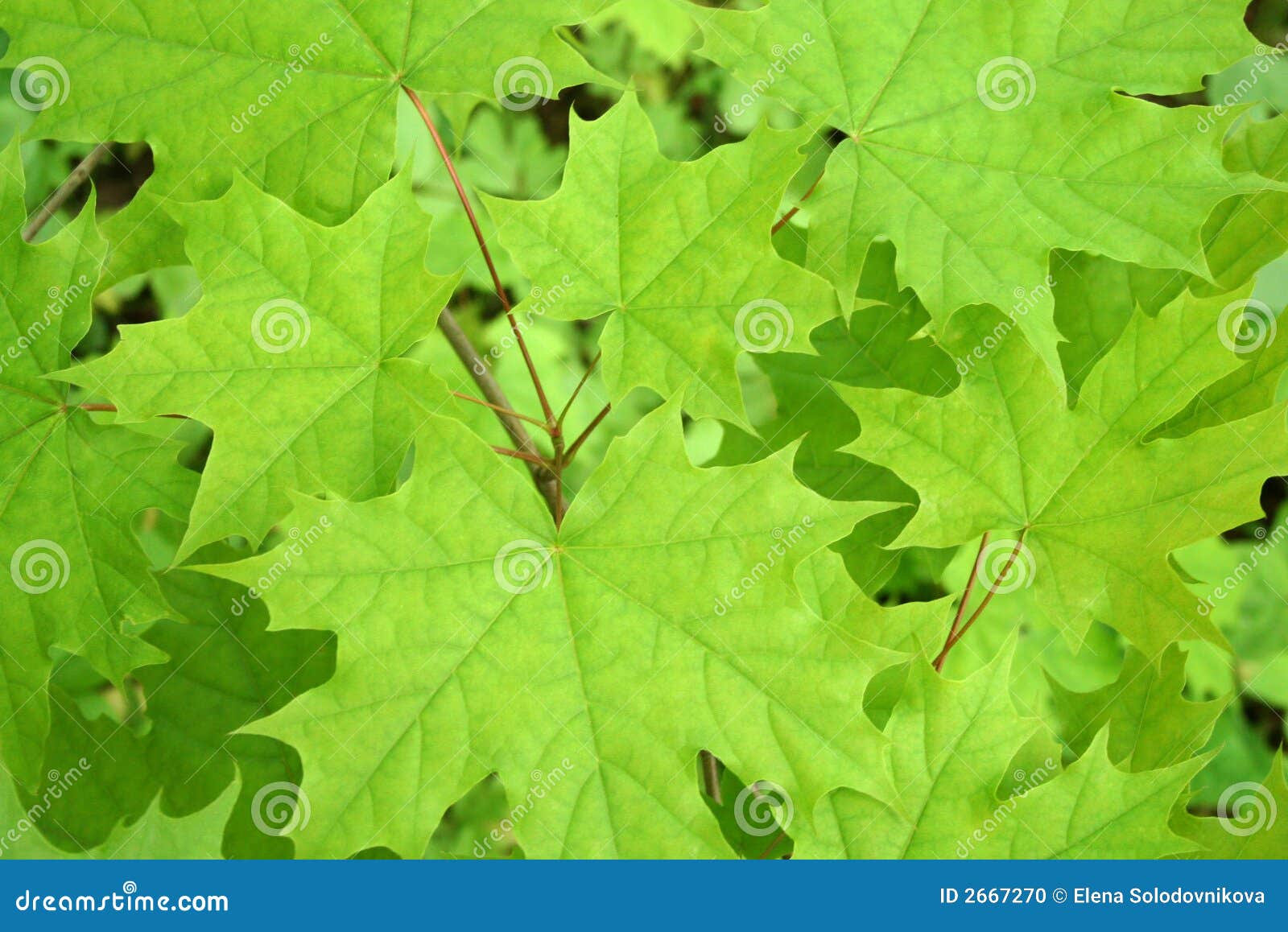 Green maple background stock photo. Image of green, abstract - 2667270