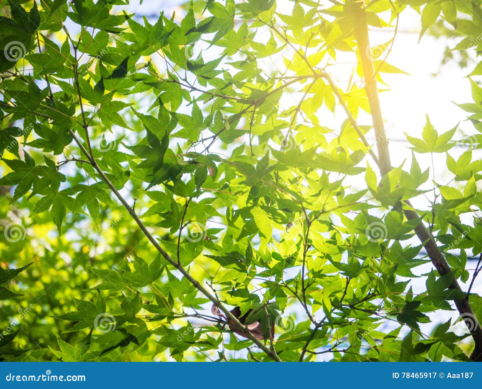 Green maple background stock image. Image of maple, green - 78465917