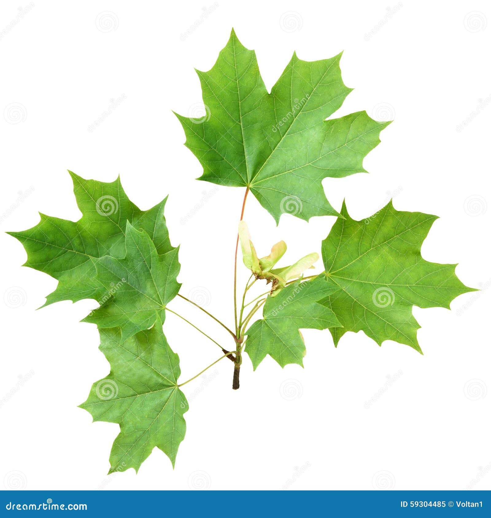 Green maple branch stock image. Image of background, stalk - 59304485