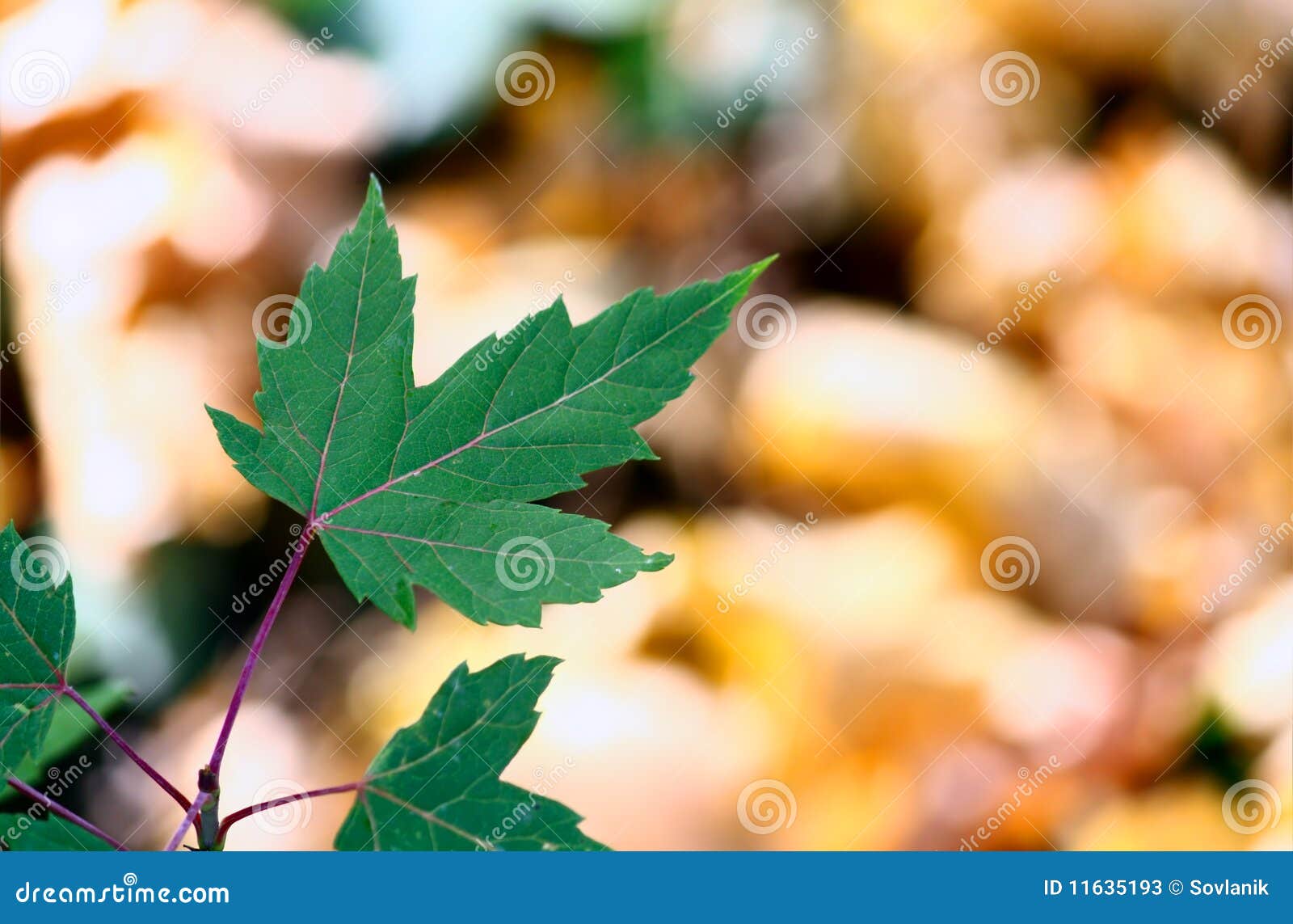 Green maple leaf stock image. Image of beauty, nostalgia - 11635193