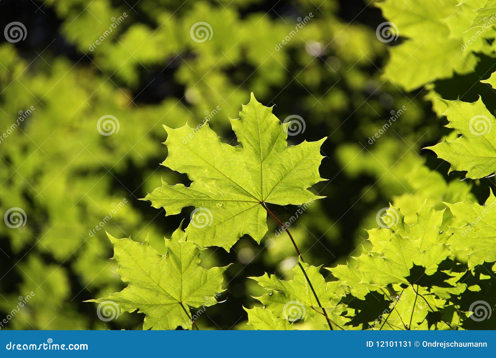 Green maple leaf stock image. Image of single, backlight - 12101131