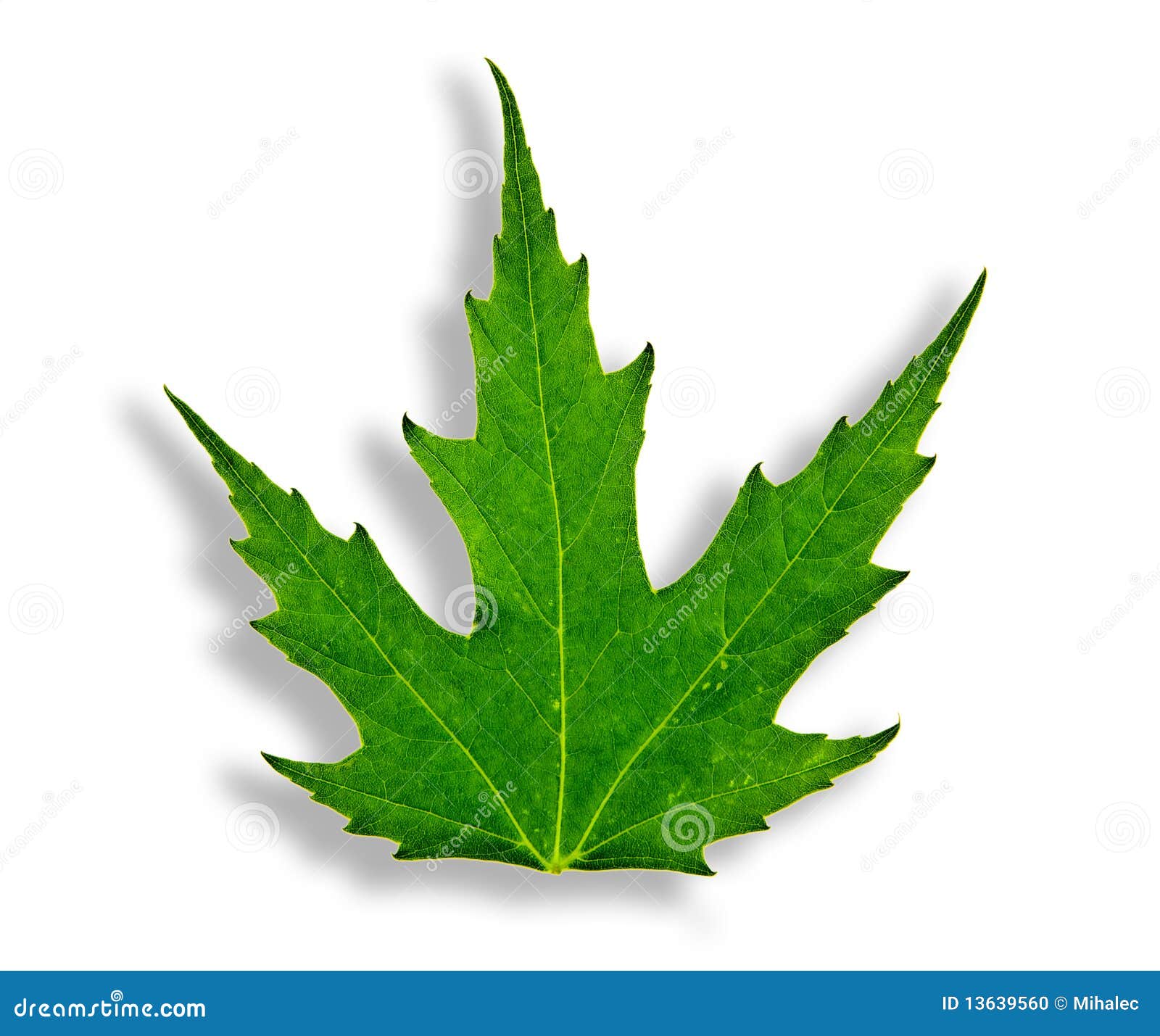 Green maple leaf stock photo. Image of plant, detail - 13639560