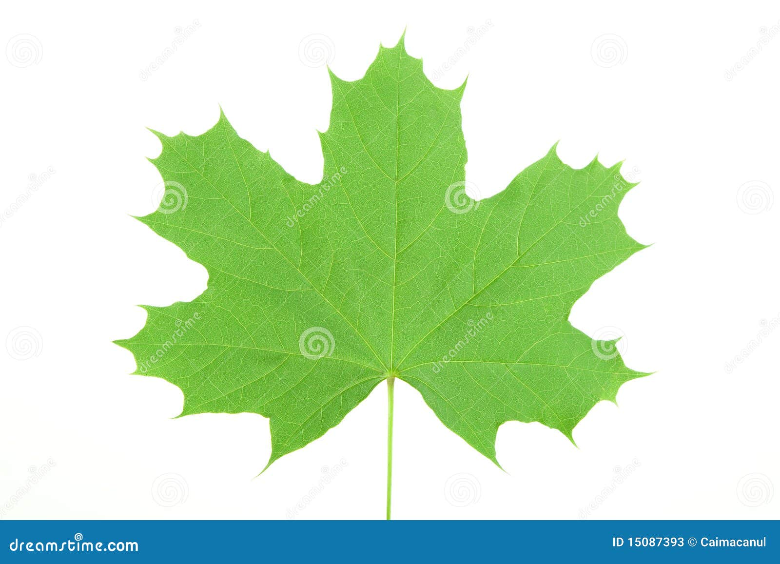 Green maple leaf stock image. Image of conservation, leaf - 15087393