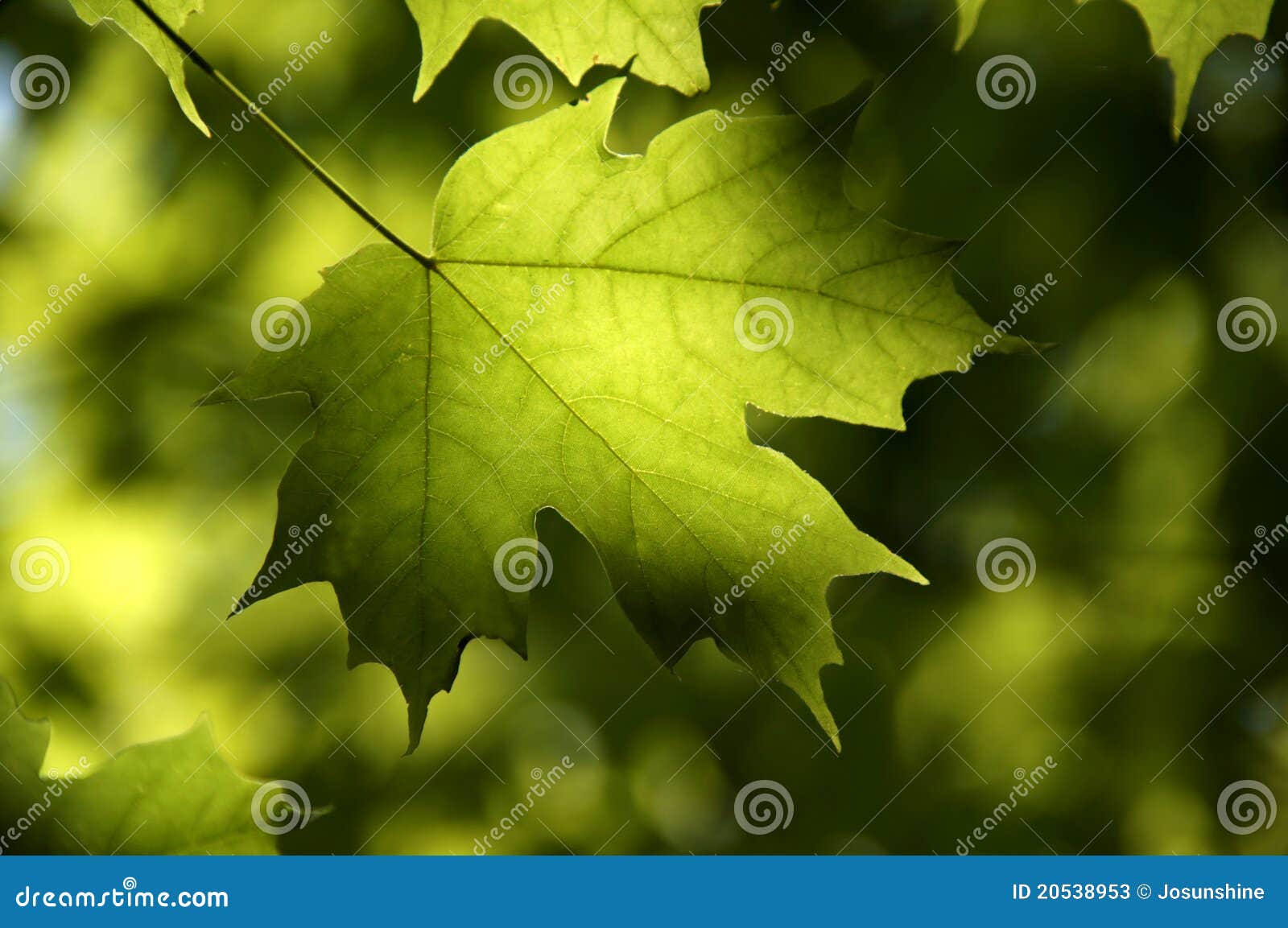 Green Maple Leaf stock image. Image of canada, leaves - 20538953