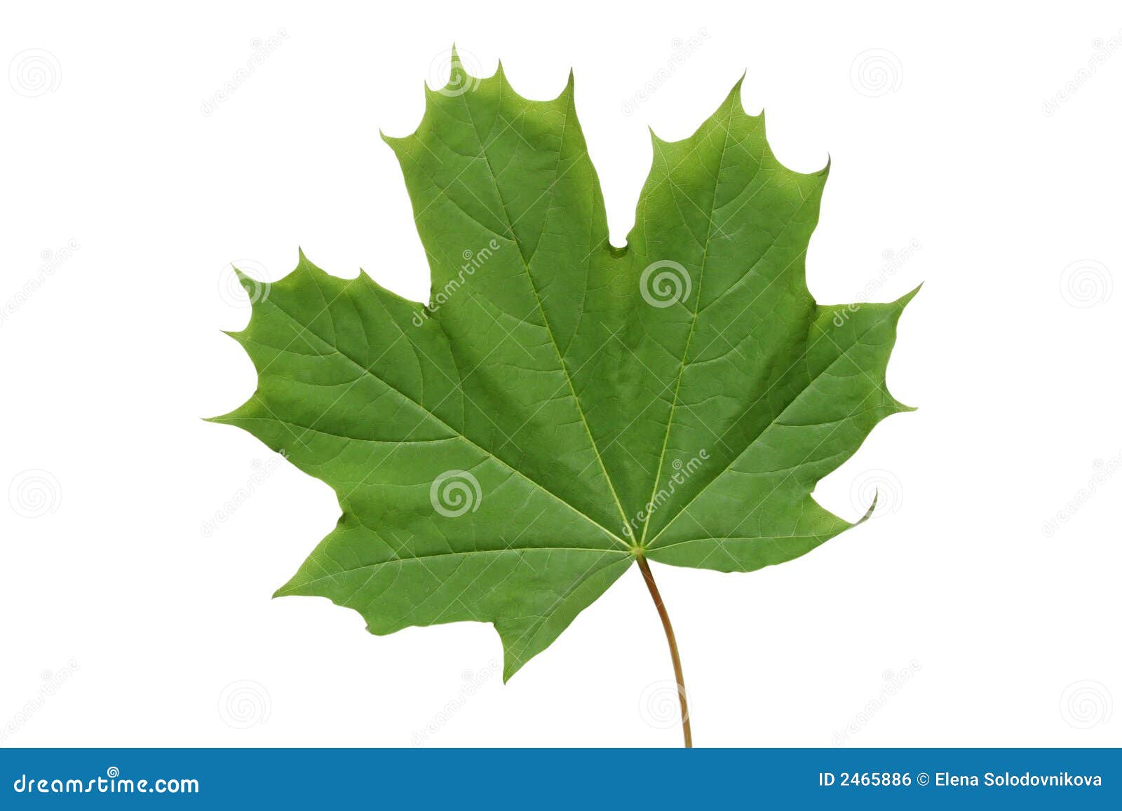 Green maple leaf. stock photo. Image of white, botany - 2465886