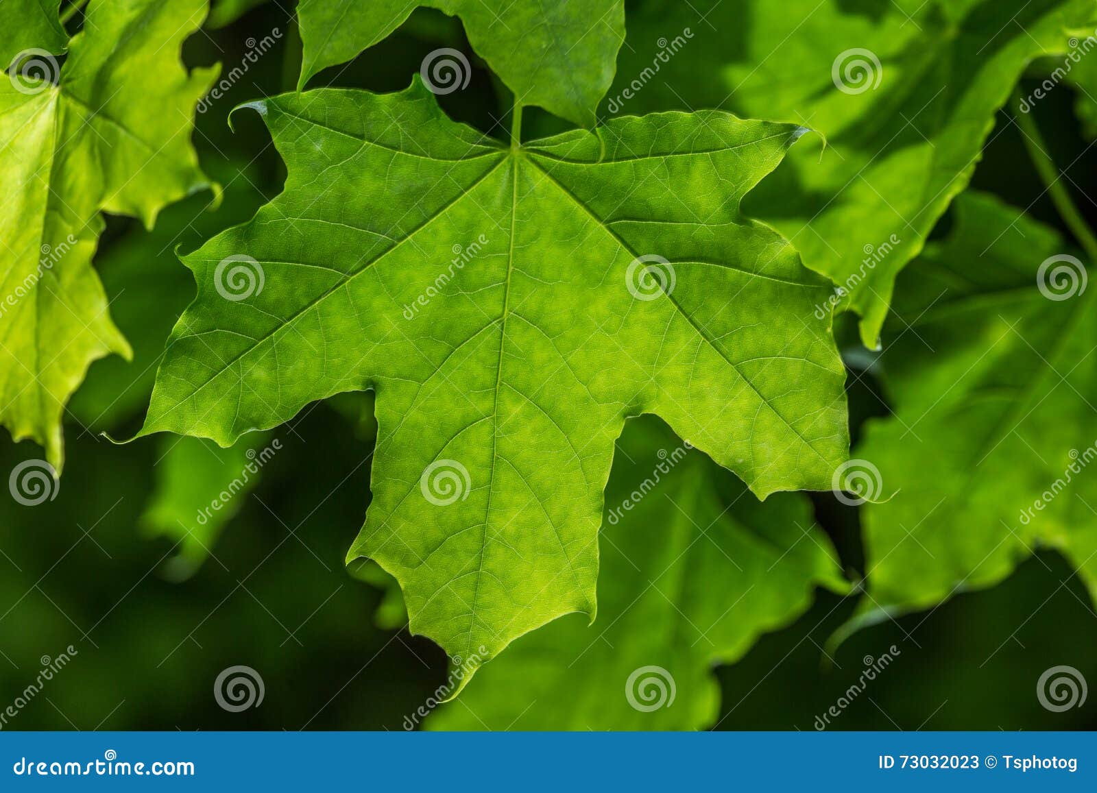 Green Maple Leaf stock image. Image of veins, plant, sprinkled - 73032023