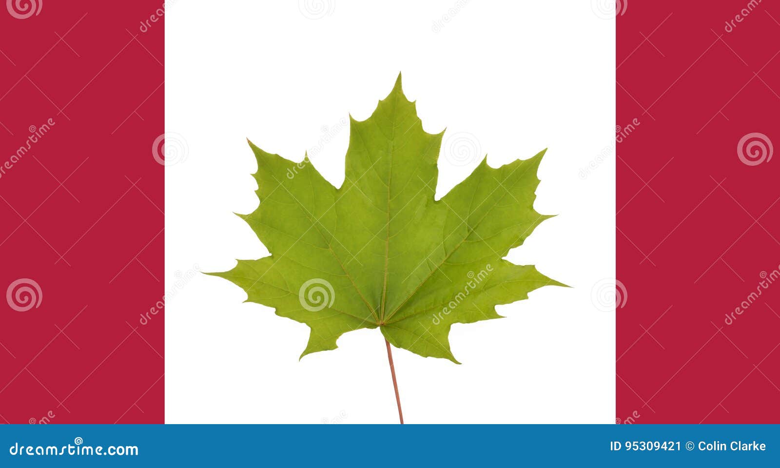 A Green Maple Leaf on Canadian Flag Stock Image - Image of texture ...