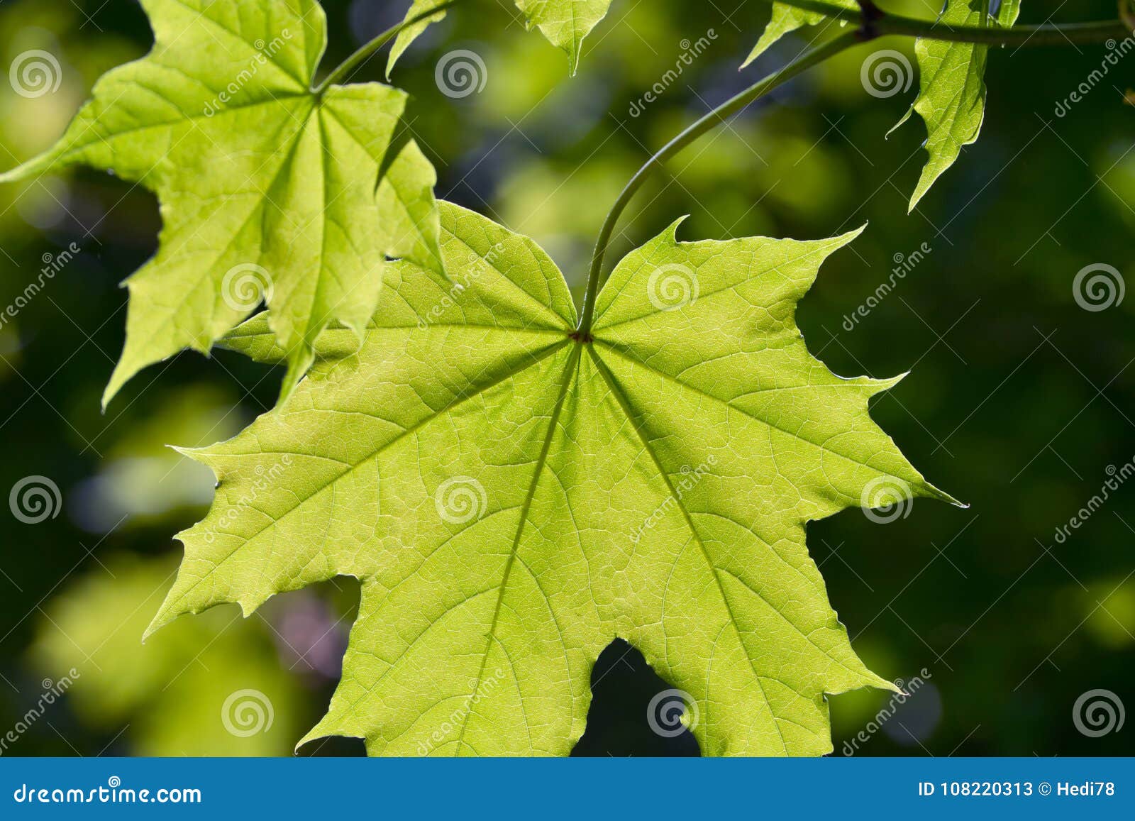 Green maple leaf stock image. Image of plaides, ecology - 108220313